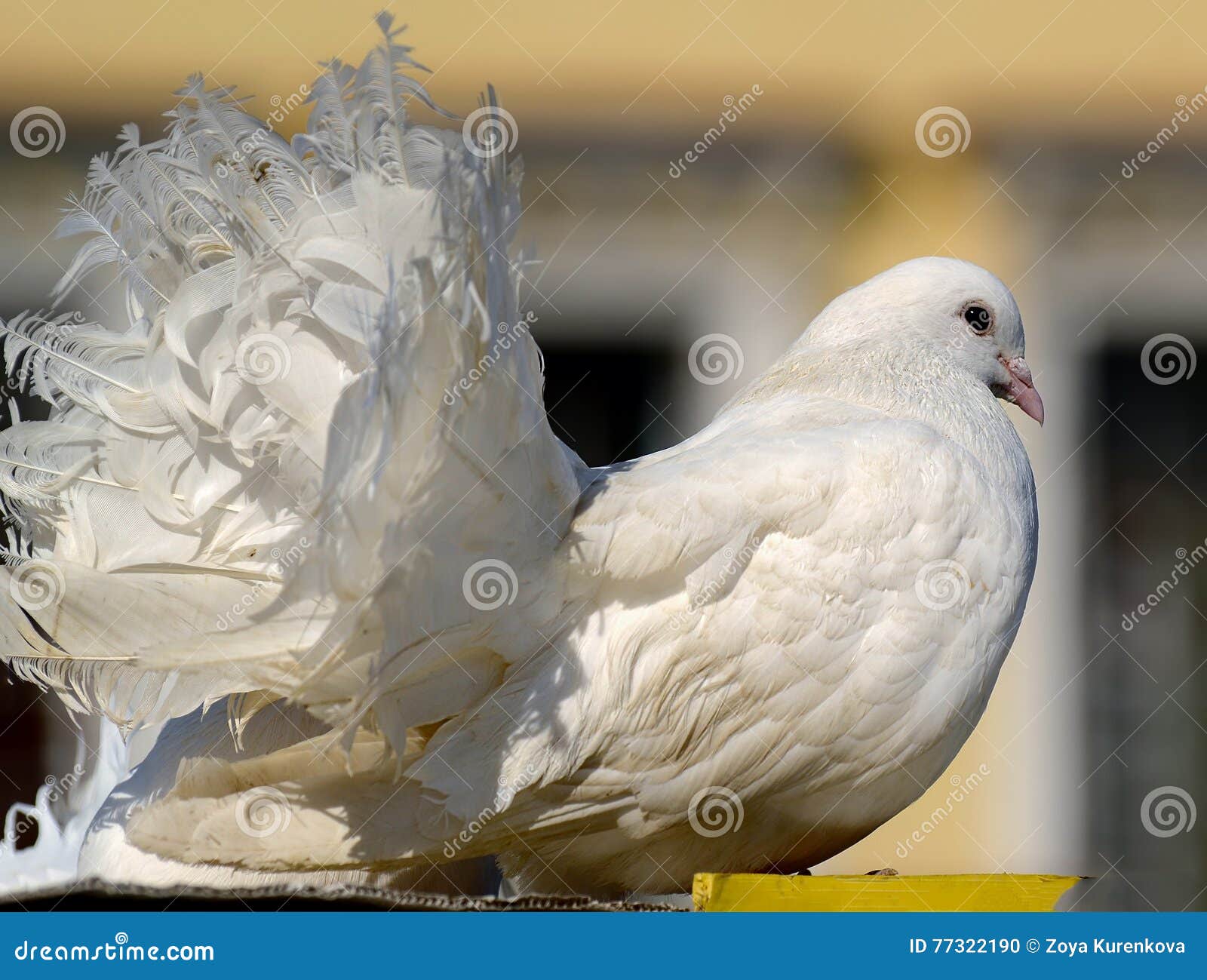 White dove stock photo. Image of wing, freedom, background - 77322190
