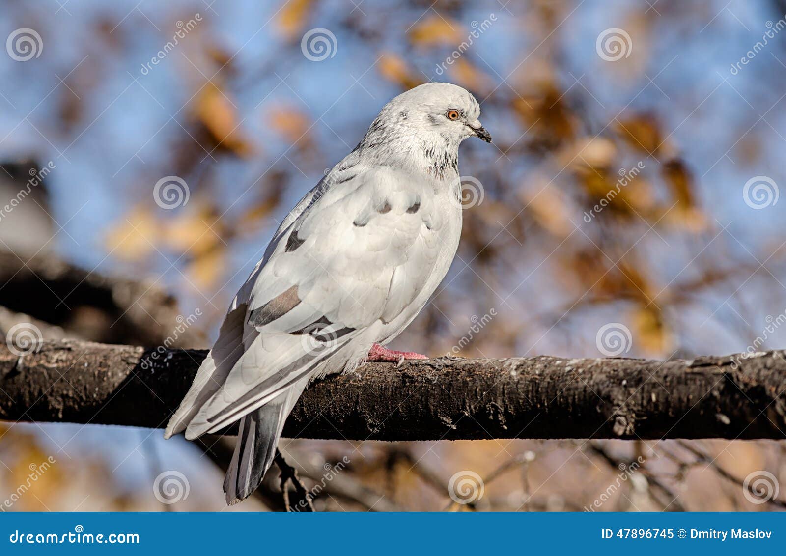 White dove in autumn stock image. Image of color, macro - 47896745