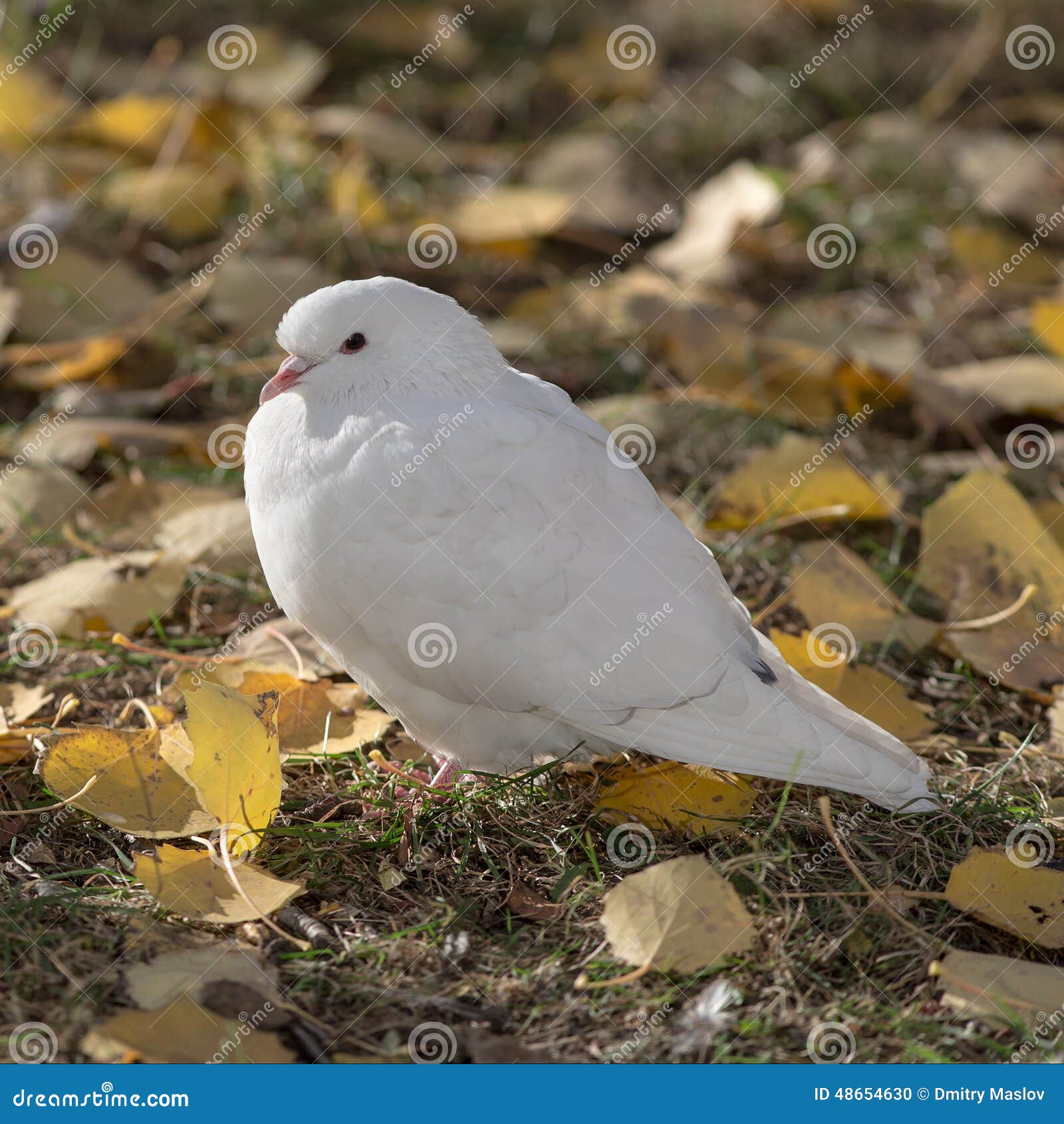 White Dove on Autumn Leaves Stock Photo - Image of white, closeup: 48654630