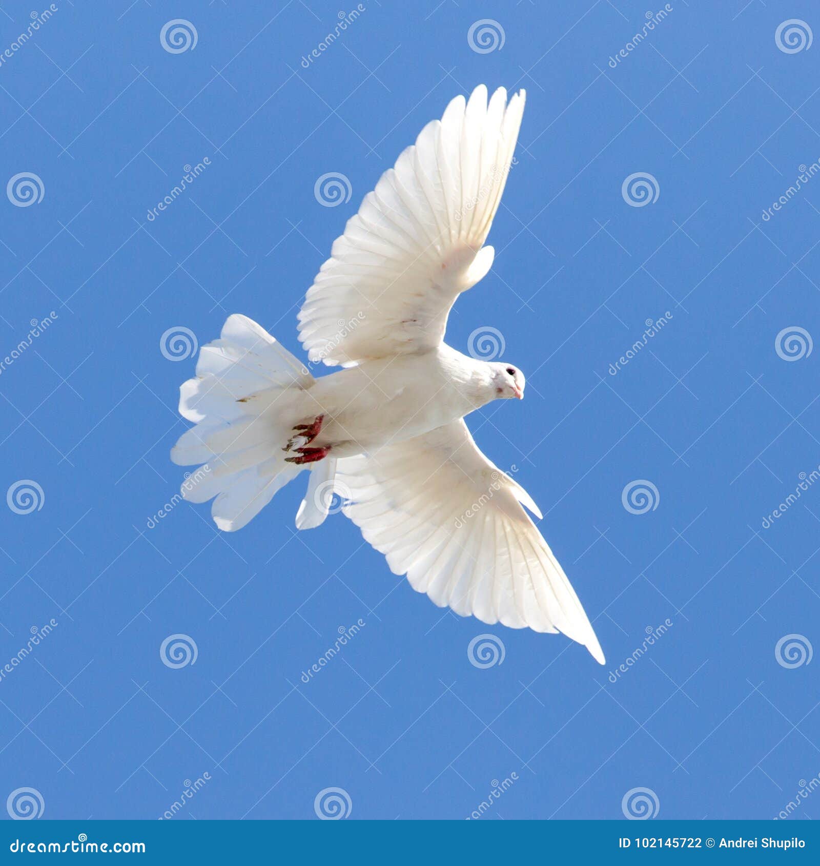 White Dove on a Background of Blue Sky Stock Photo - Image of freedom ...