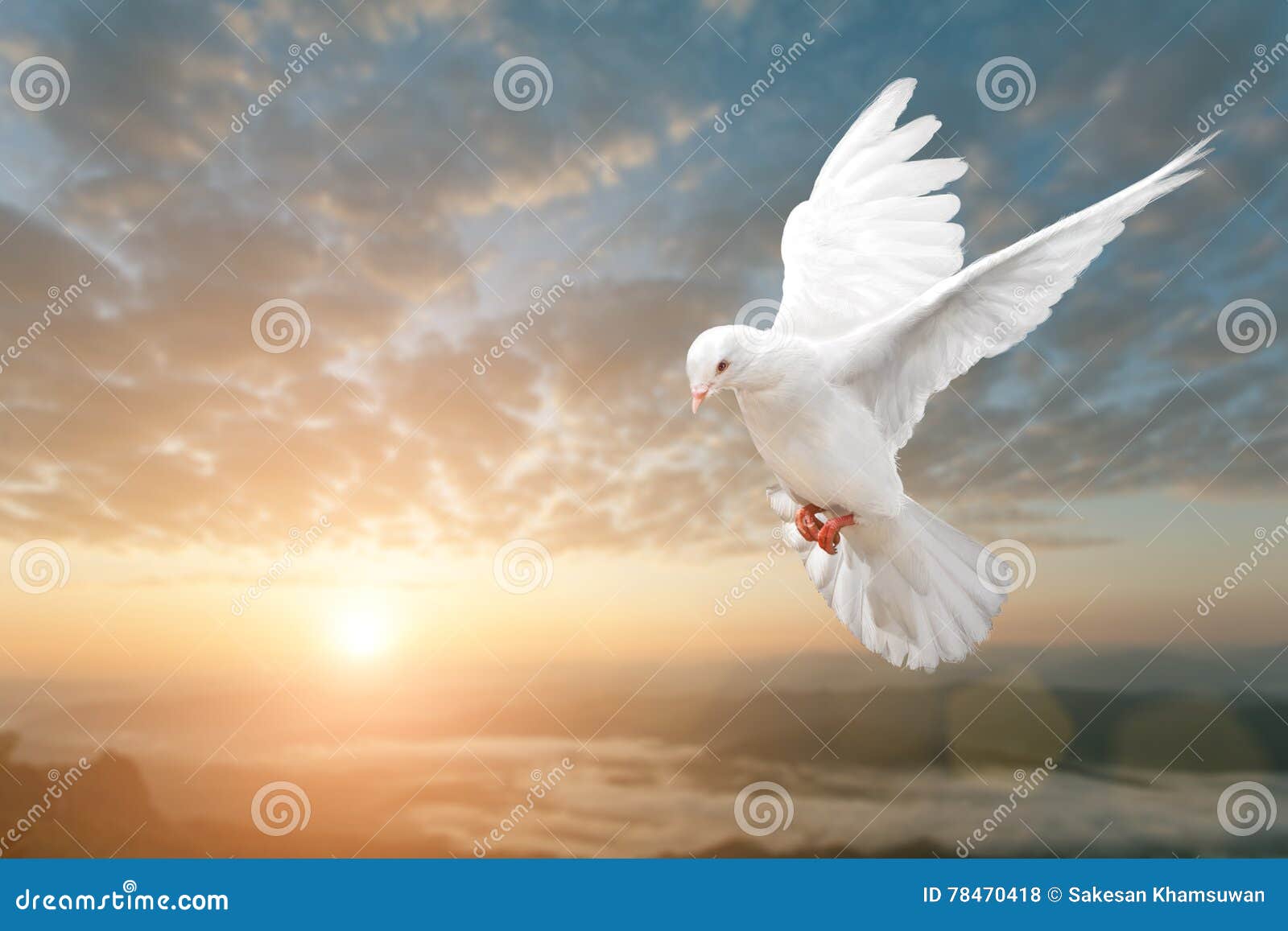White Dove stock photo. Image of jump, concept, liberty - 78470418