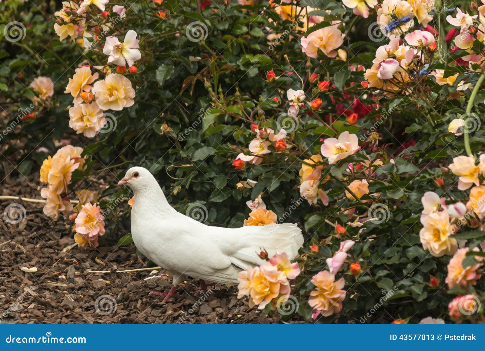 White dove in bed of roses stock image. Image of breed - 43577013