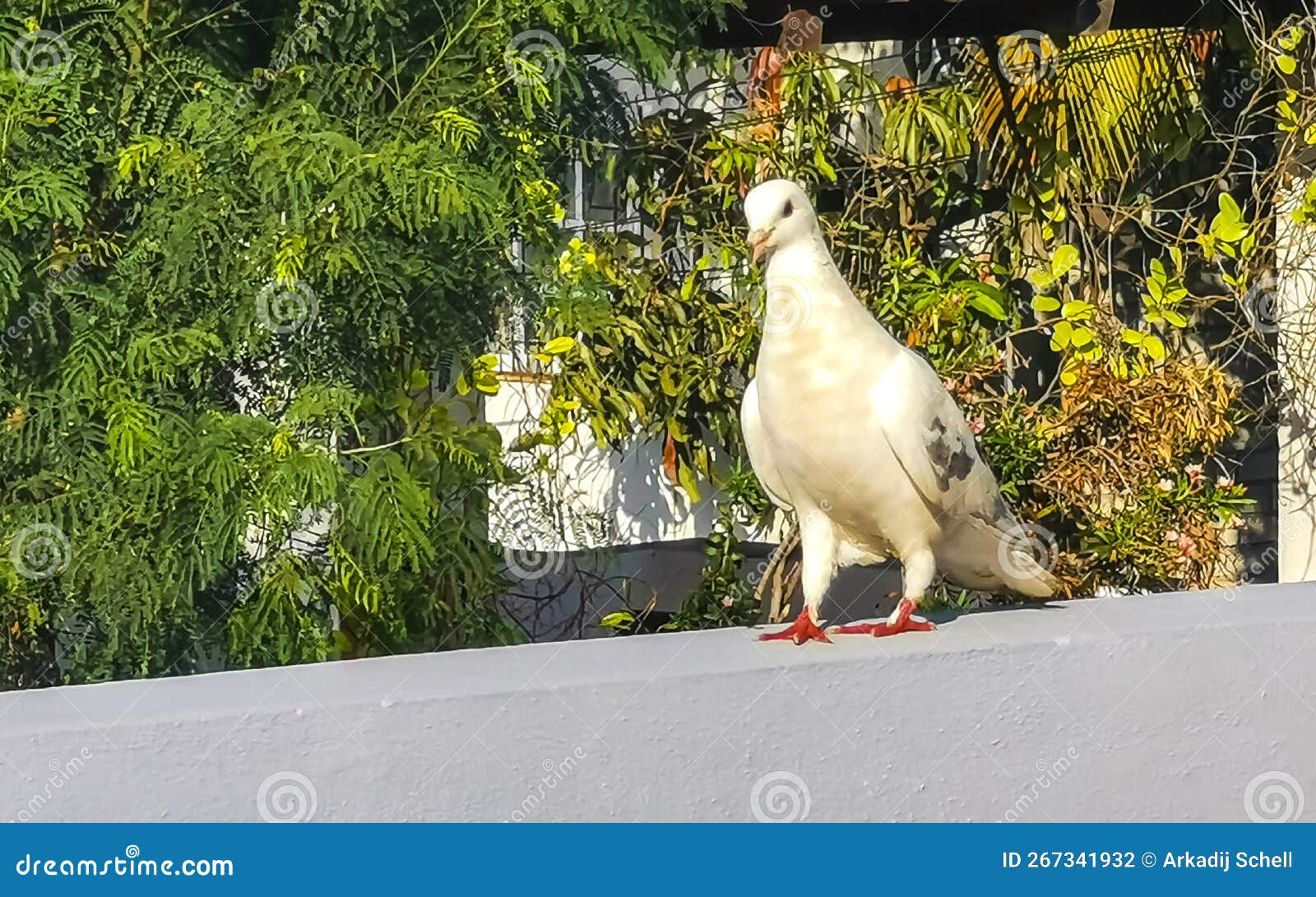 White Dove Bird Sitting on Balcony Railing Terrace Mexico Stock Photo ...