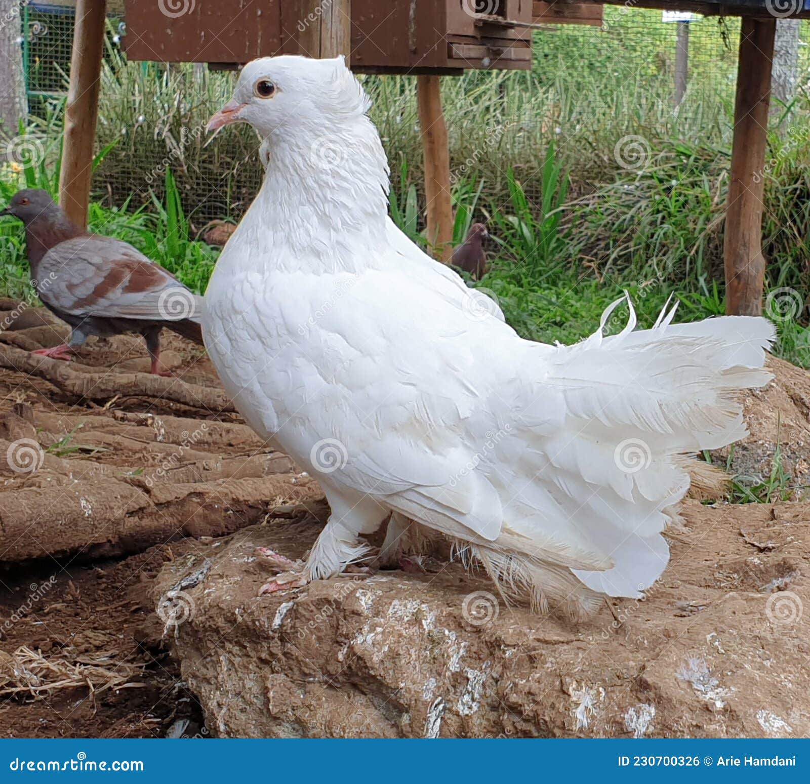 A white dove birds stock photo. Image of peafowl, birds - 230700326