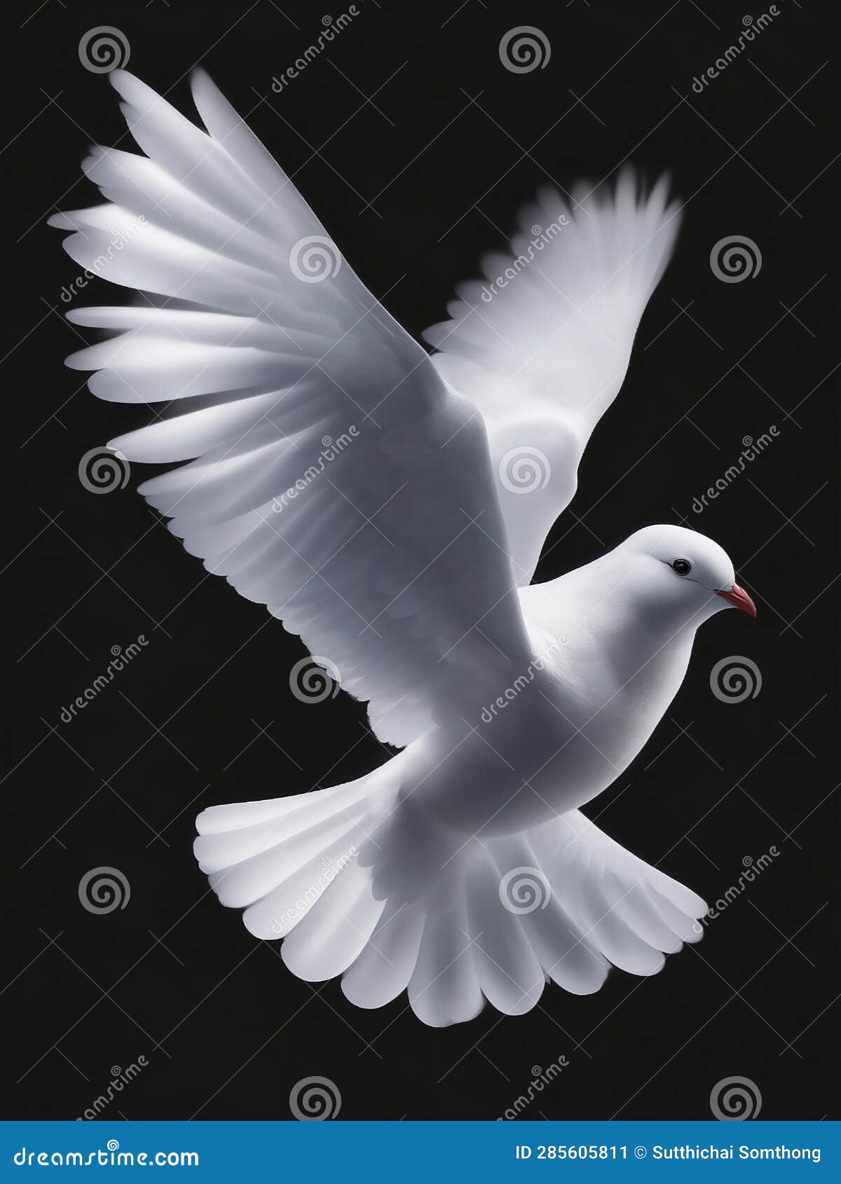 White Dove on Black Background Isolated and Vertical Image Stock ...