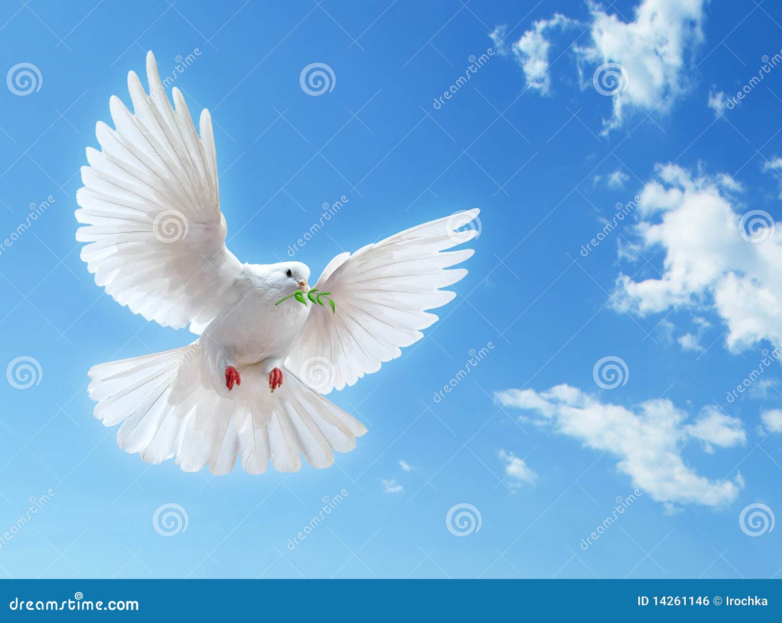 White Dove Flying In The Blue Sky. Returning To Home To The Group Of ...