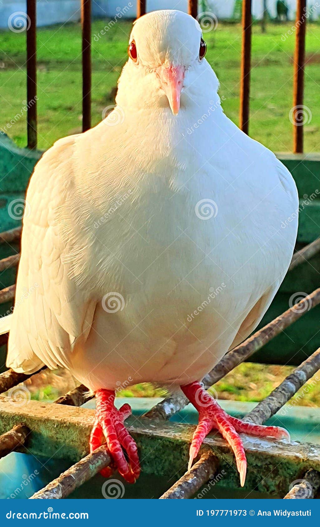 A white dove in a cage stock image. Image of dove, cage - 197771973
