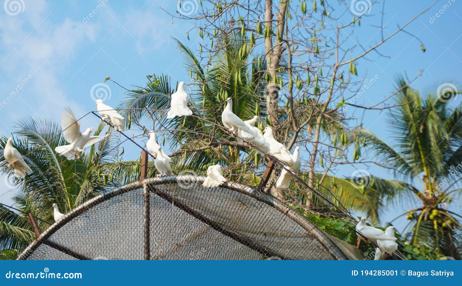 White Dove in a Cage, Wildlife Stock Image - Image of decoration ...