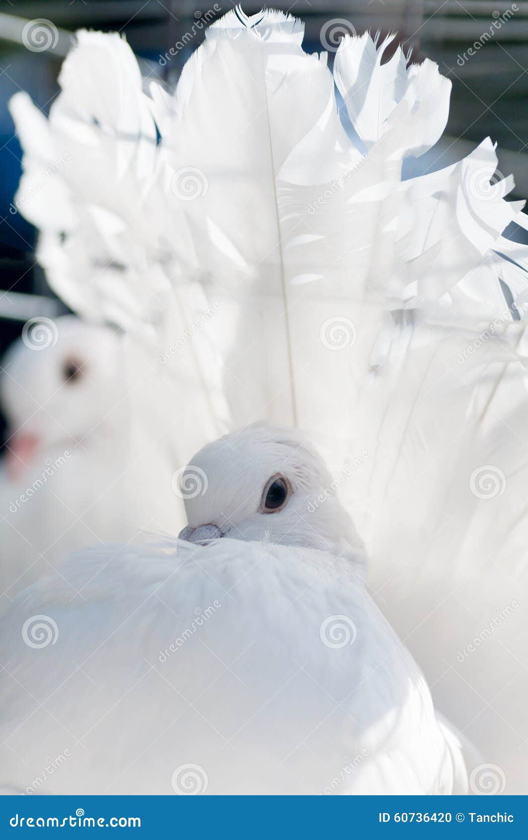 White dove close up stock photo. Image of portrait, background - 60736420