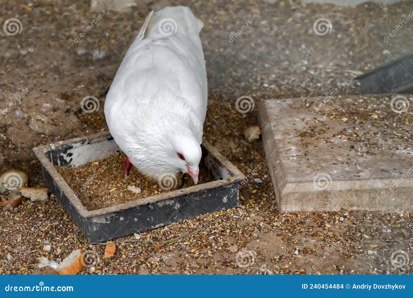 A White Dove Eats Grain from a Feeder in a Zoo Stock Photo - Image of ...