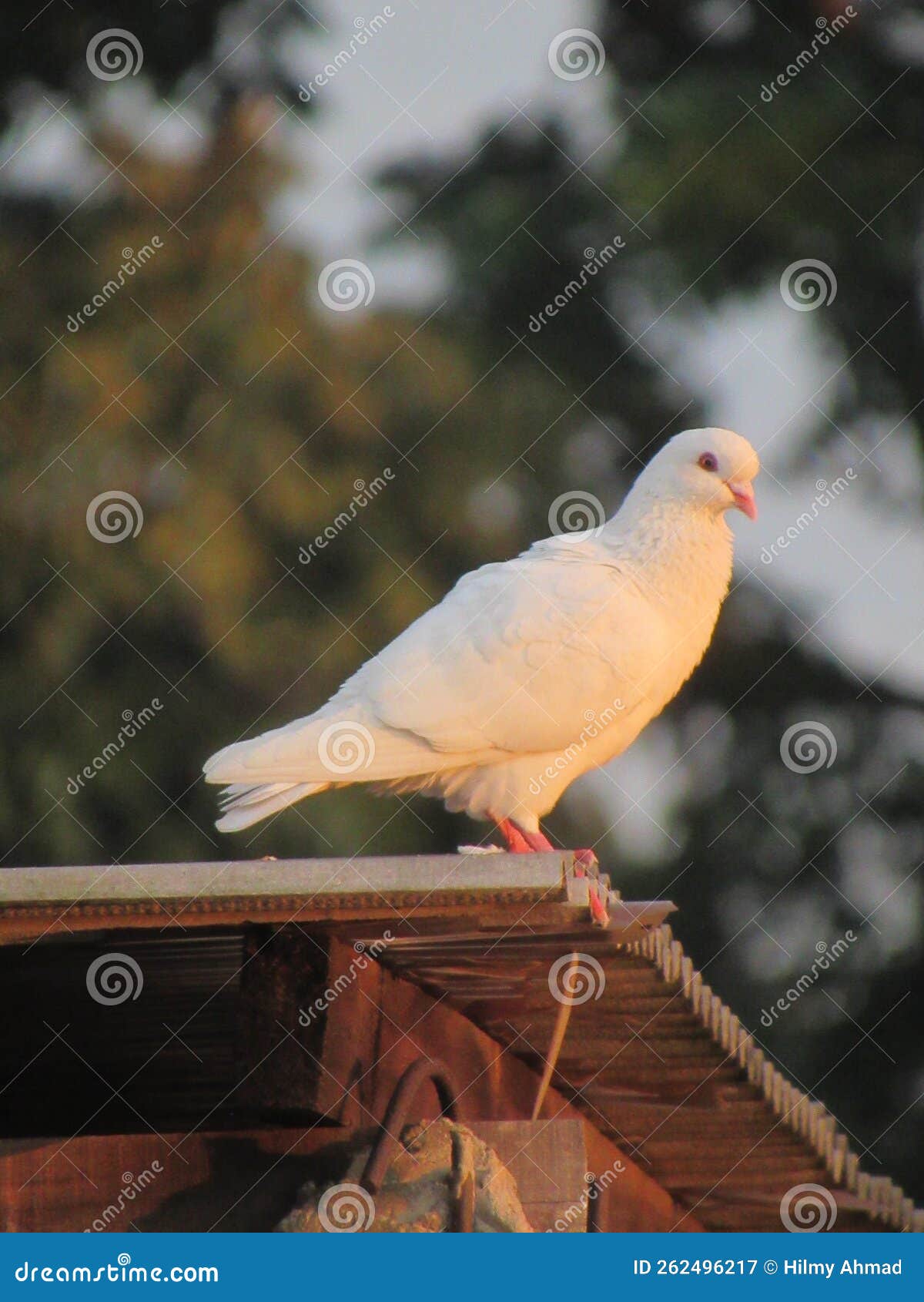 A White Dove Enjoying the Sunrise Stock Image - Image of white ...