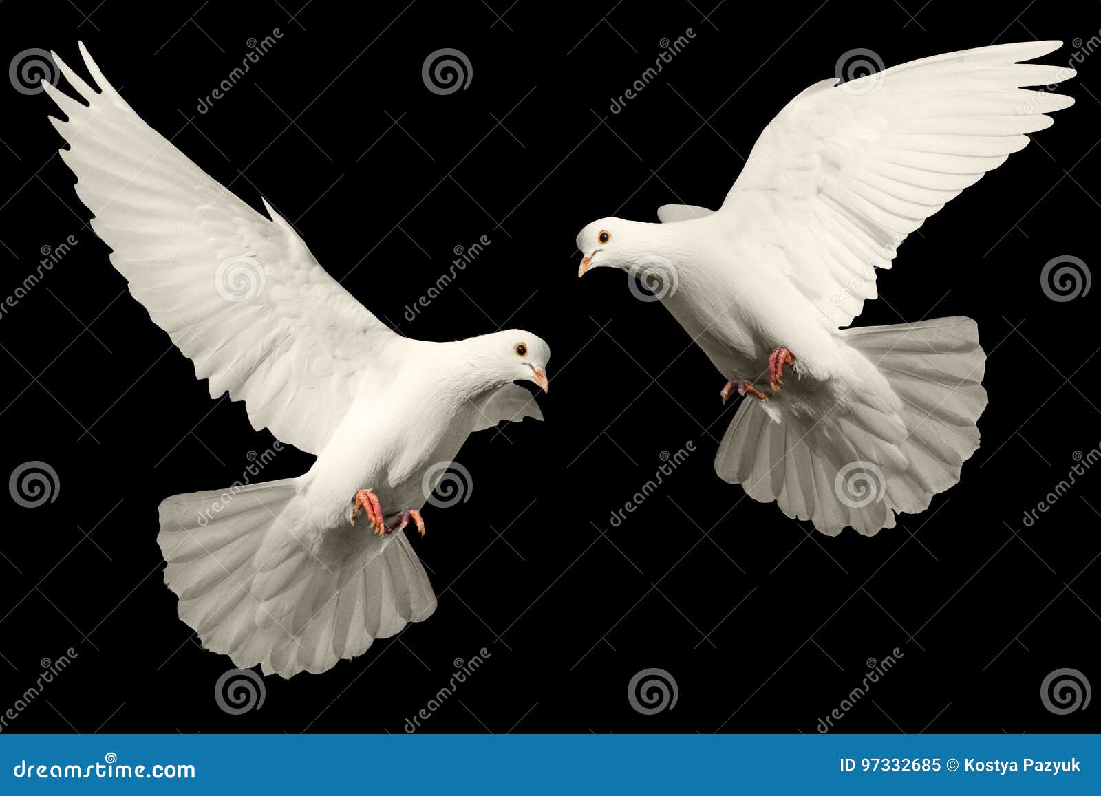 White Dove Sitting On A Fence Stock Image | CartoonDealer.com #66431143 White Dove Sitting On A Fence Stock Image | CartoonDealer.com #66431143