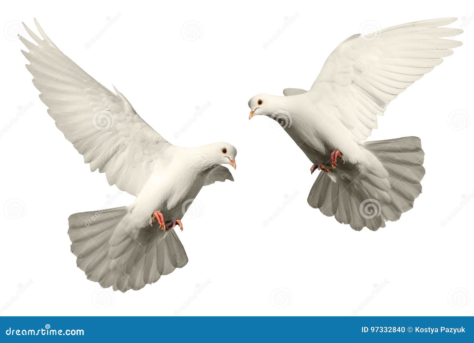 White dove flies stock photo. Image of hope, isolated - 97332840