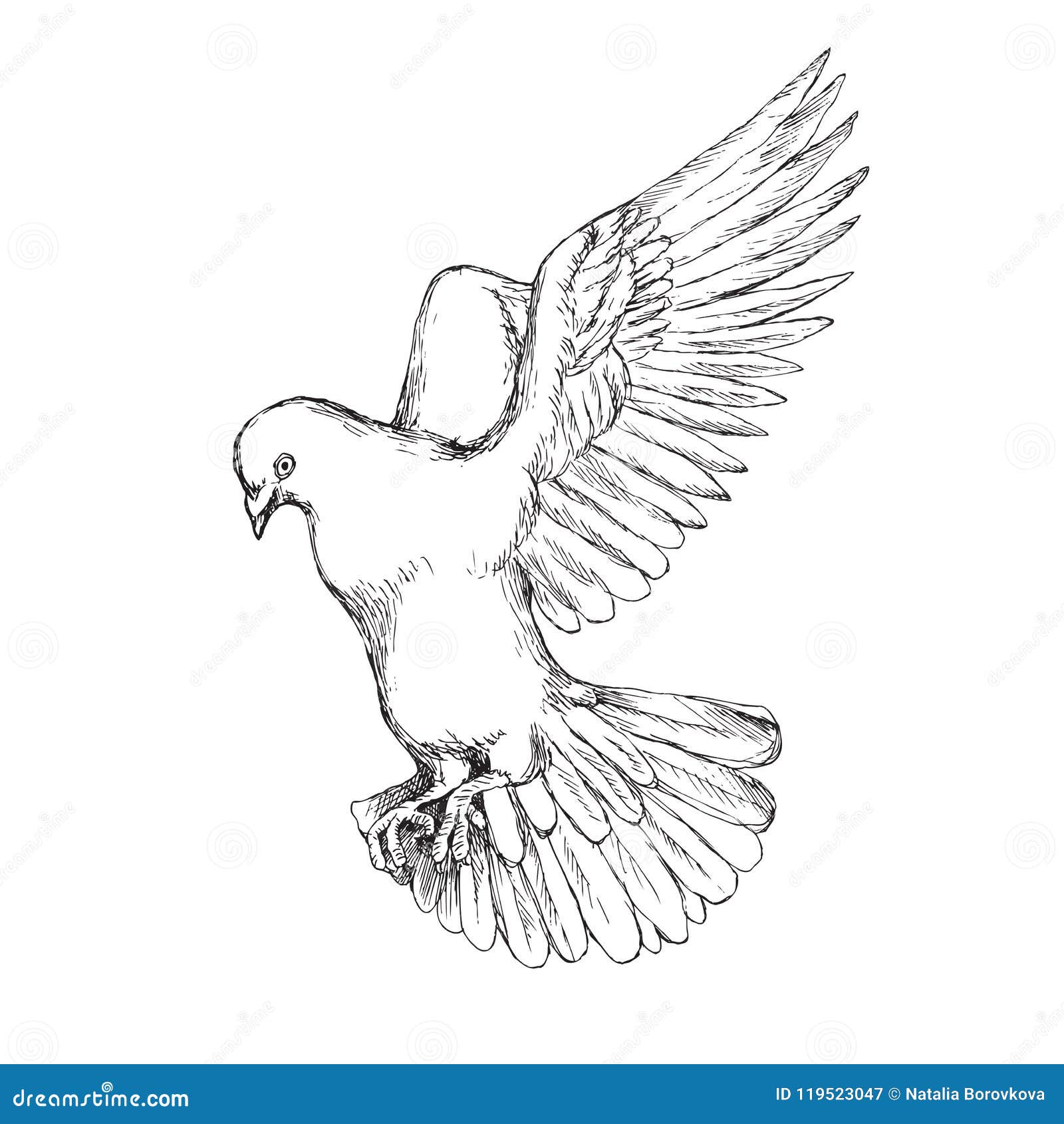 White Dove Flies. Isolated Object on White Background. Hand Drawing in ...
