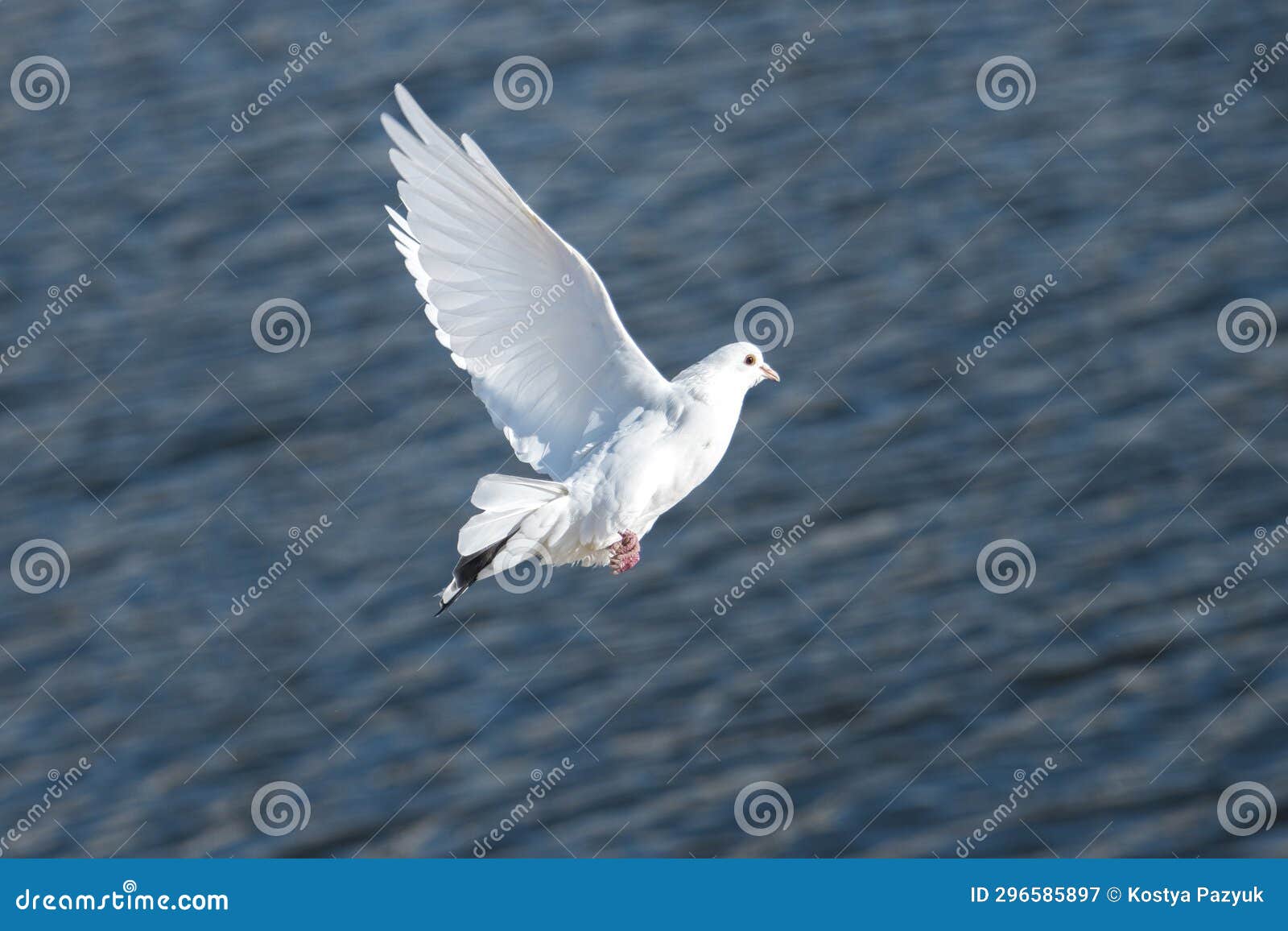 White Dove Flies Over Water Stock Image - Image of architecture, ground ...