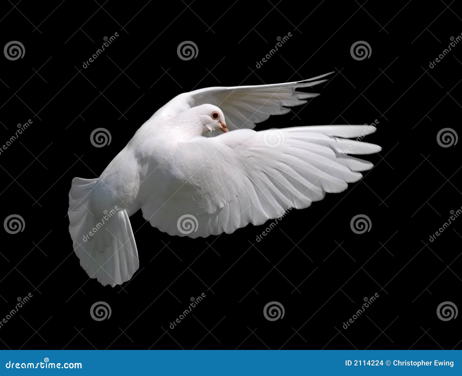 White Dove in Flight 10 stock photo. Image of flying, faith - 2114224