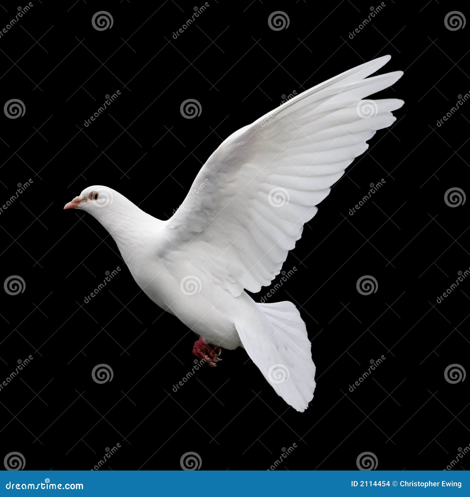 Flying White Doves Pictures Of Doves