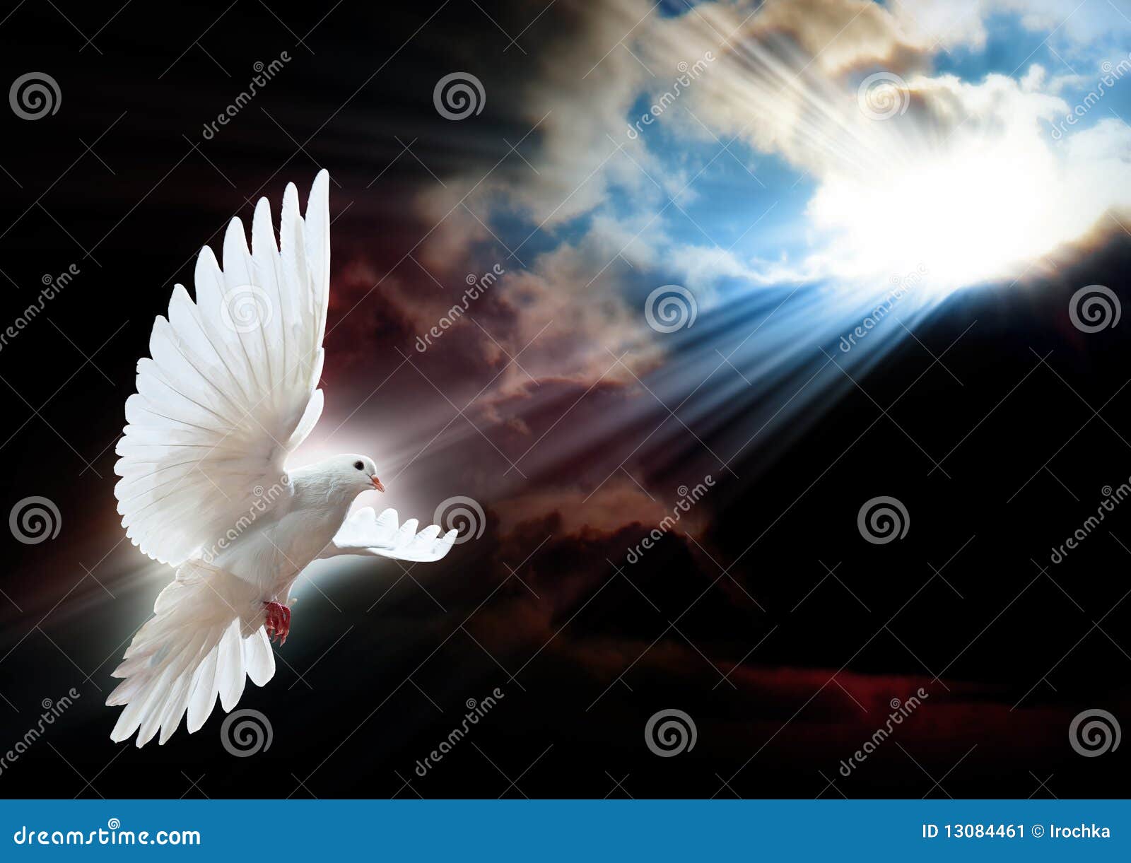 White dove in flight stock image. Image of columbidae - 13084461