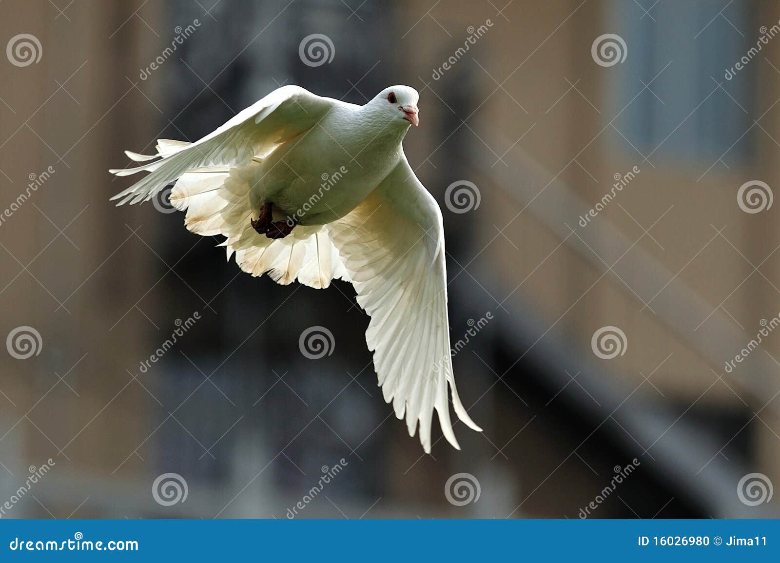 White dove in flight stock photo. Image of flight, flying - 16026980