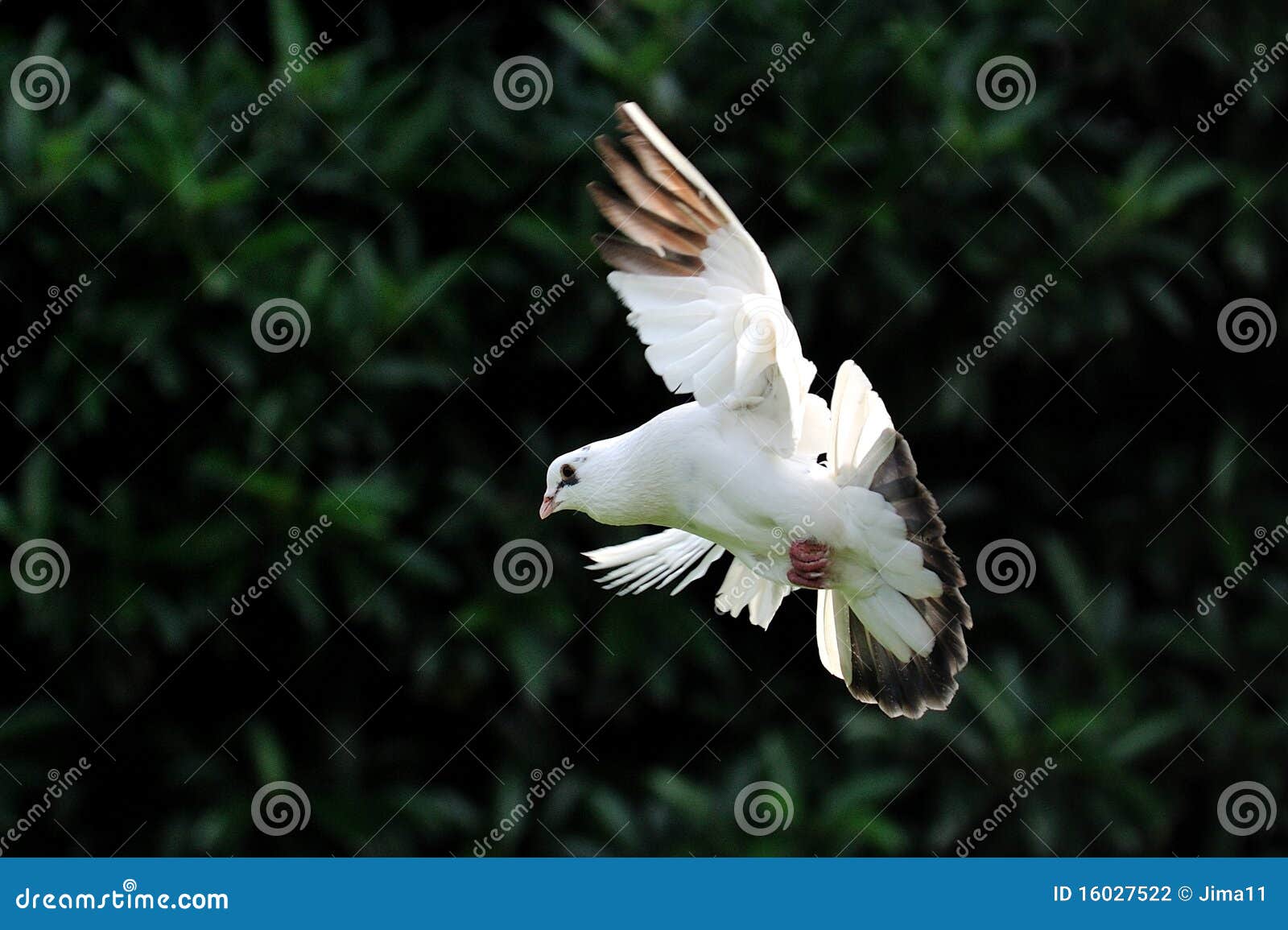 White dove in flight stock photo. Image of flight, holy - 16027522