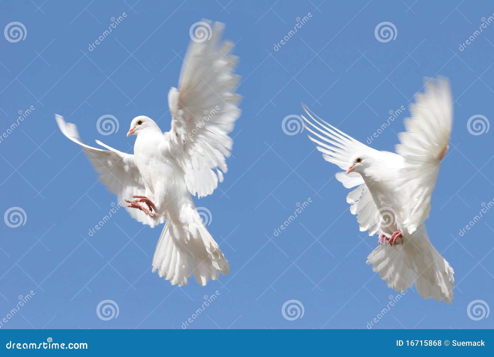 White dove in flight stock photo. Image of flying, symbol - 16715868