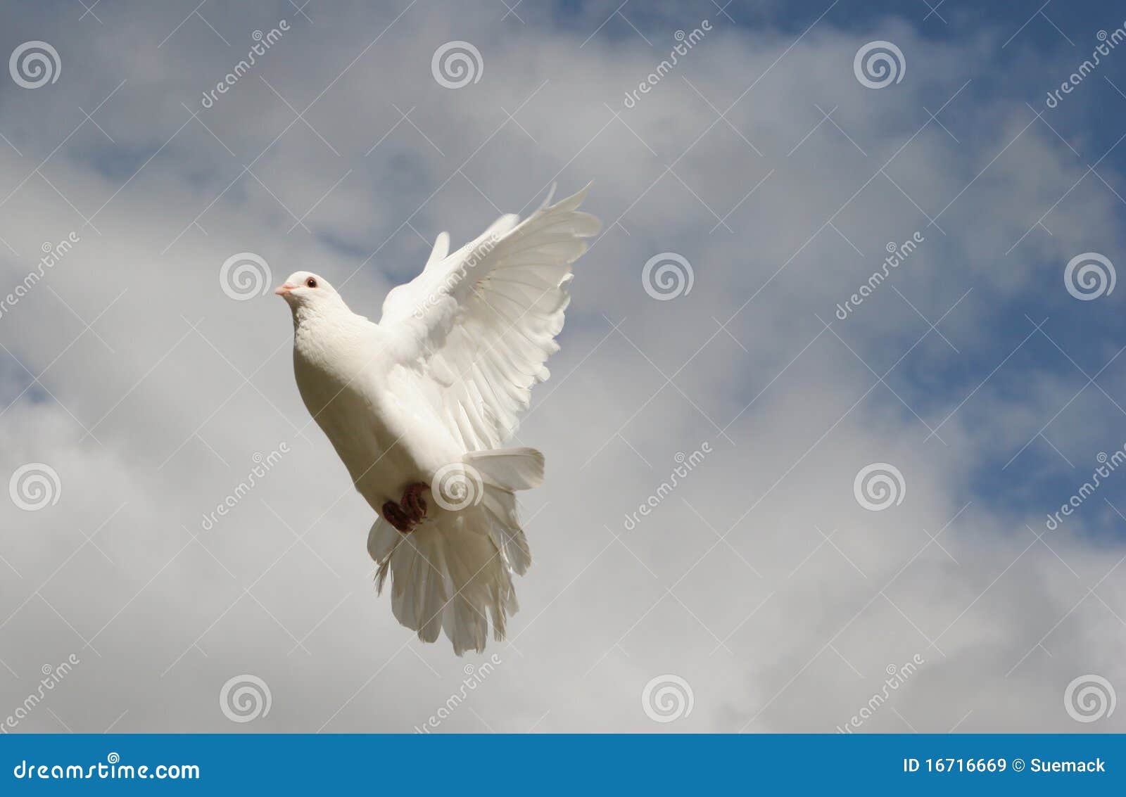White dove in flight stock image. Image of flying, white - 16716669