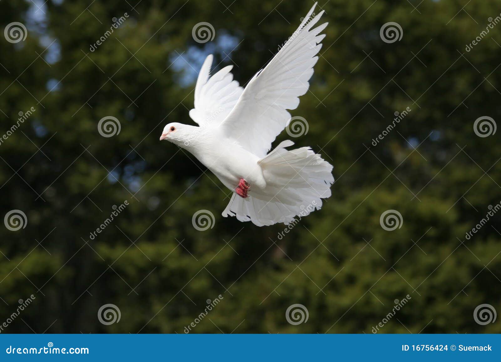 White dove in flight stock photo. Image of wings, beautiful - 16756424