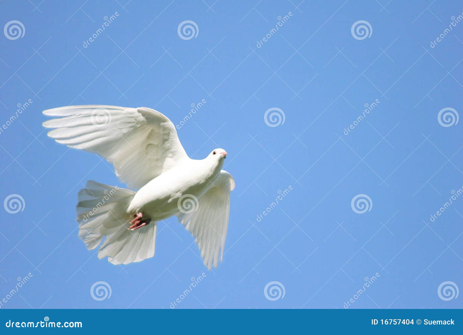 White dove in flight stock photo. Image of outstretched - 16757404