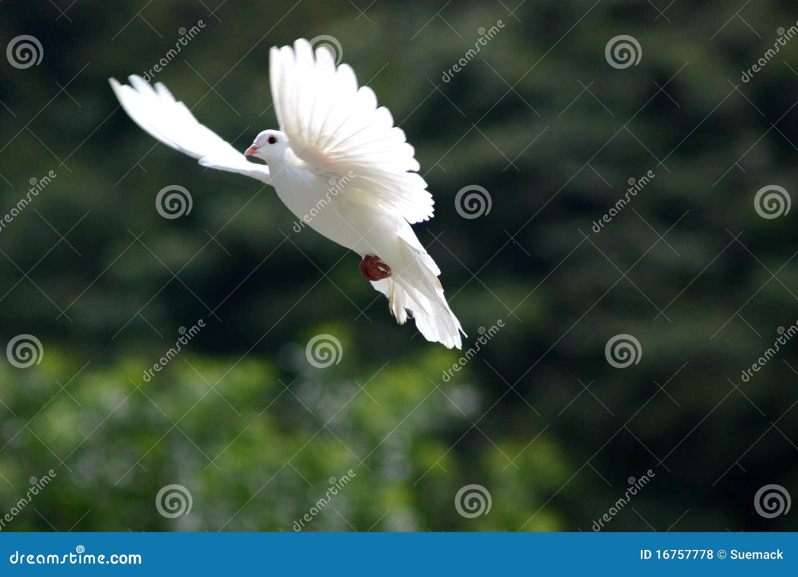 White dove in flight stock photo. Image of purity, flying - 16757778