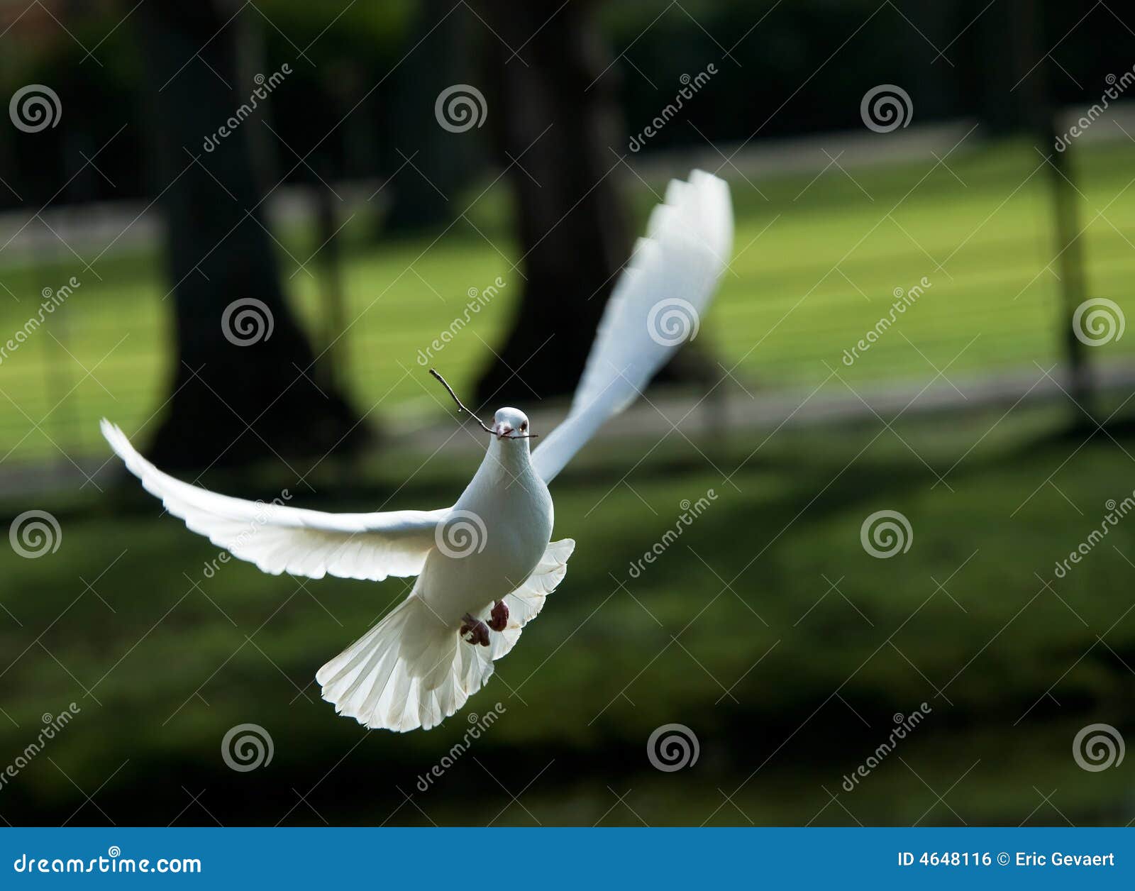 White dove in flight stock photo. Image of beautiful, flight - 4648116