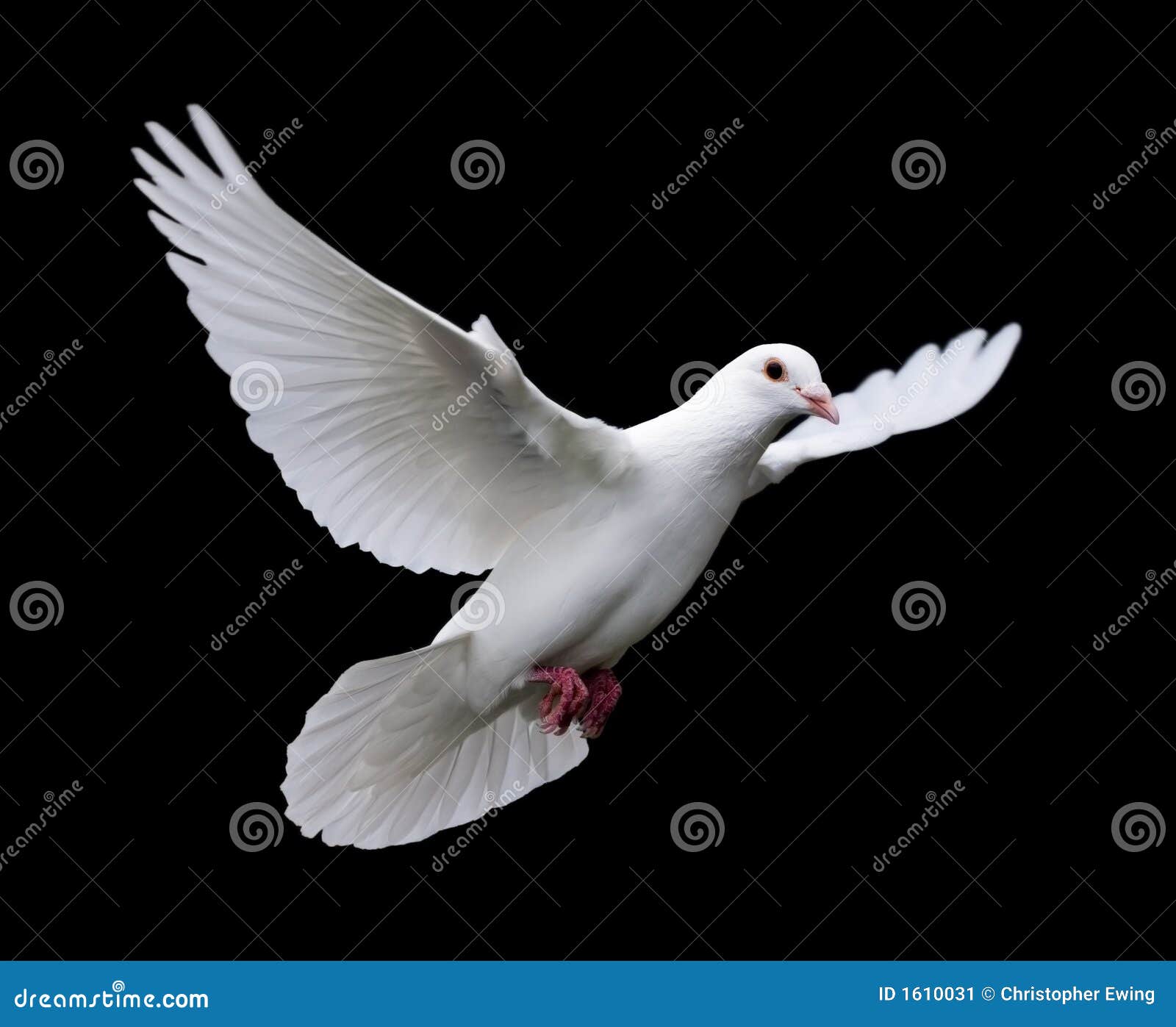 White Dove On Breeding Cage Stock Photography | CartoonDealer.com #50421182