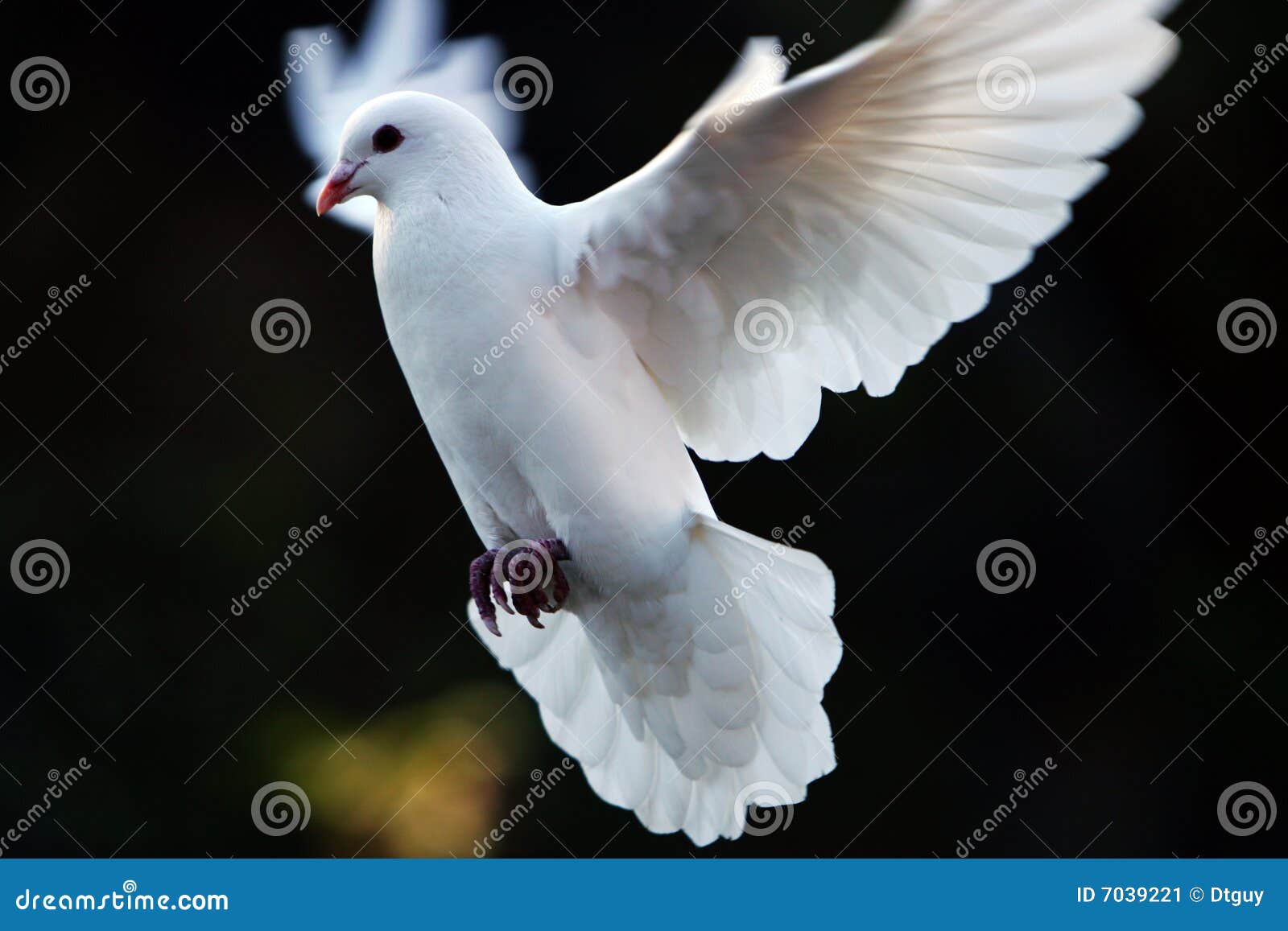 White dove in flight stock image. Image of nature, birds - 7039221