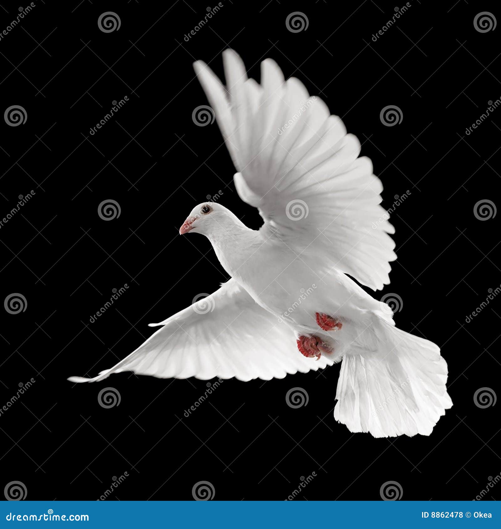 White dove in flight stock photo. Image of symbol, pigeon - 8862478