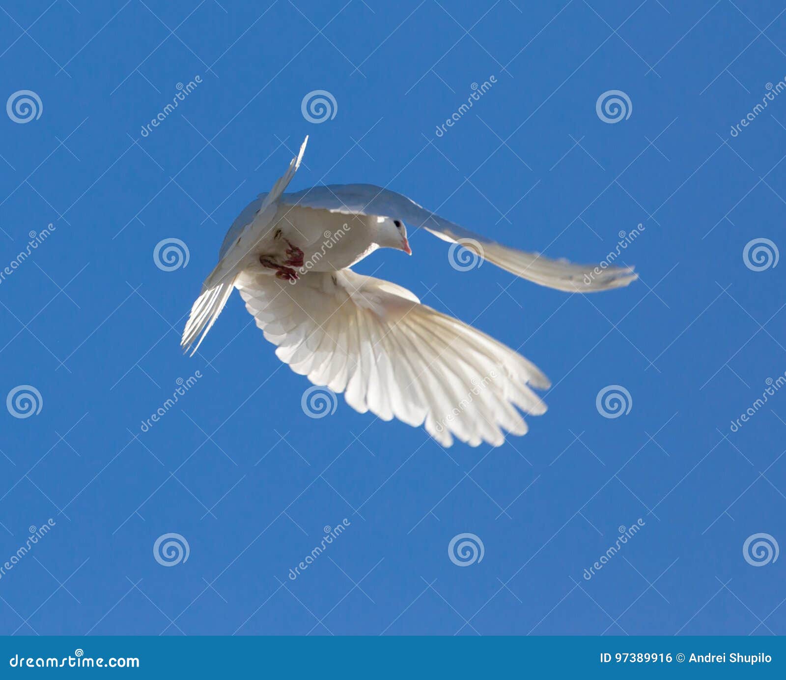 White Dove in Flight Against a Blue Sky Stock Photo - Image of feather ...