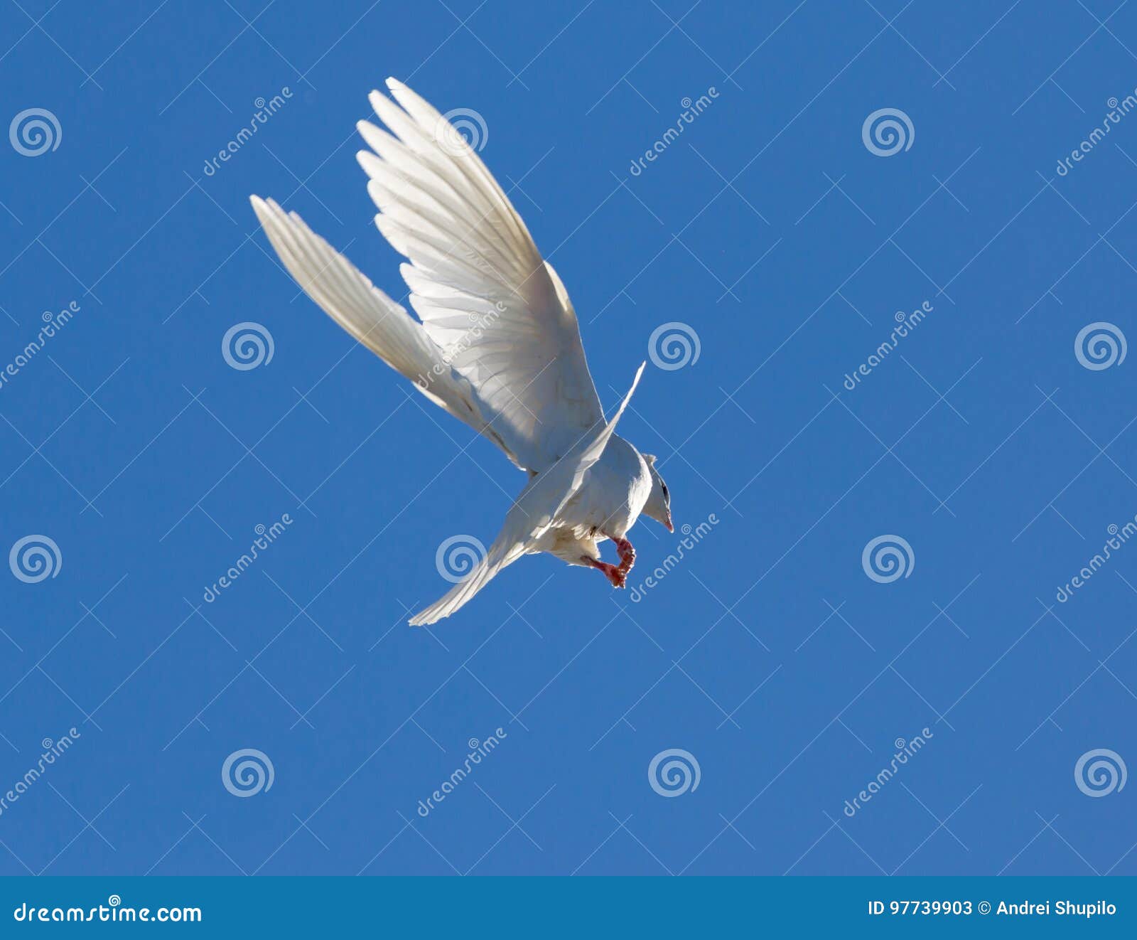 White Dove in Flight Against a Blue Sky Stock Image - Image of wing ...