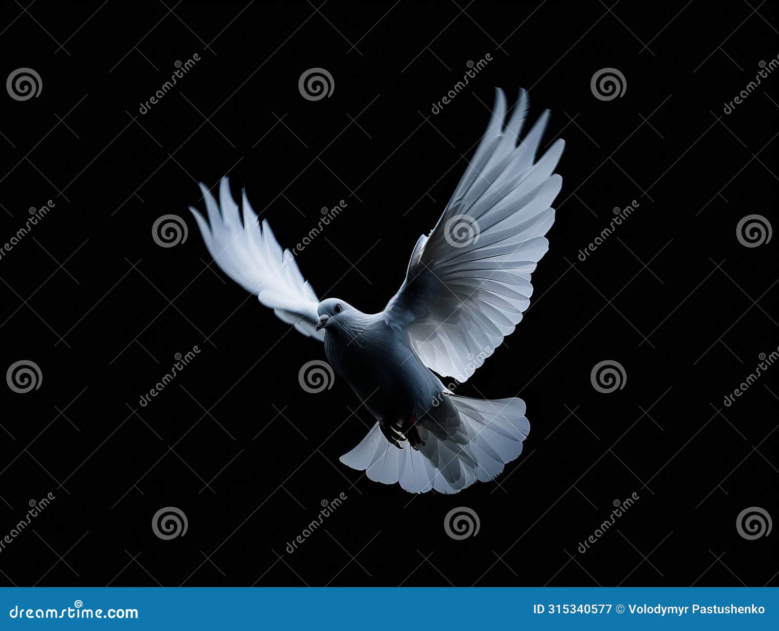 A White Dove Flying in the Dark Stock Image - Image of dark, release ...