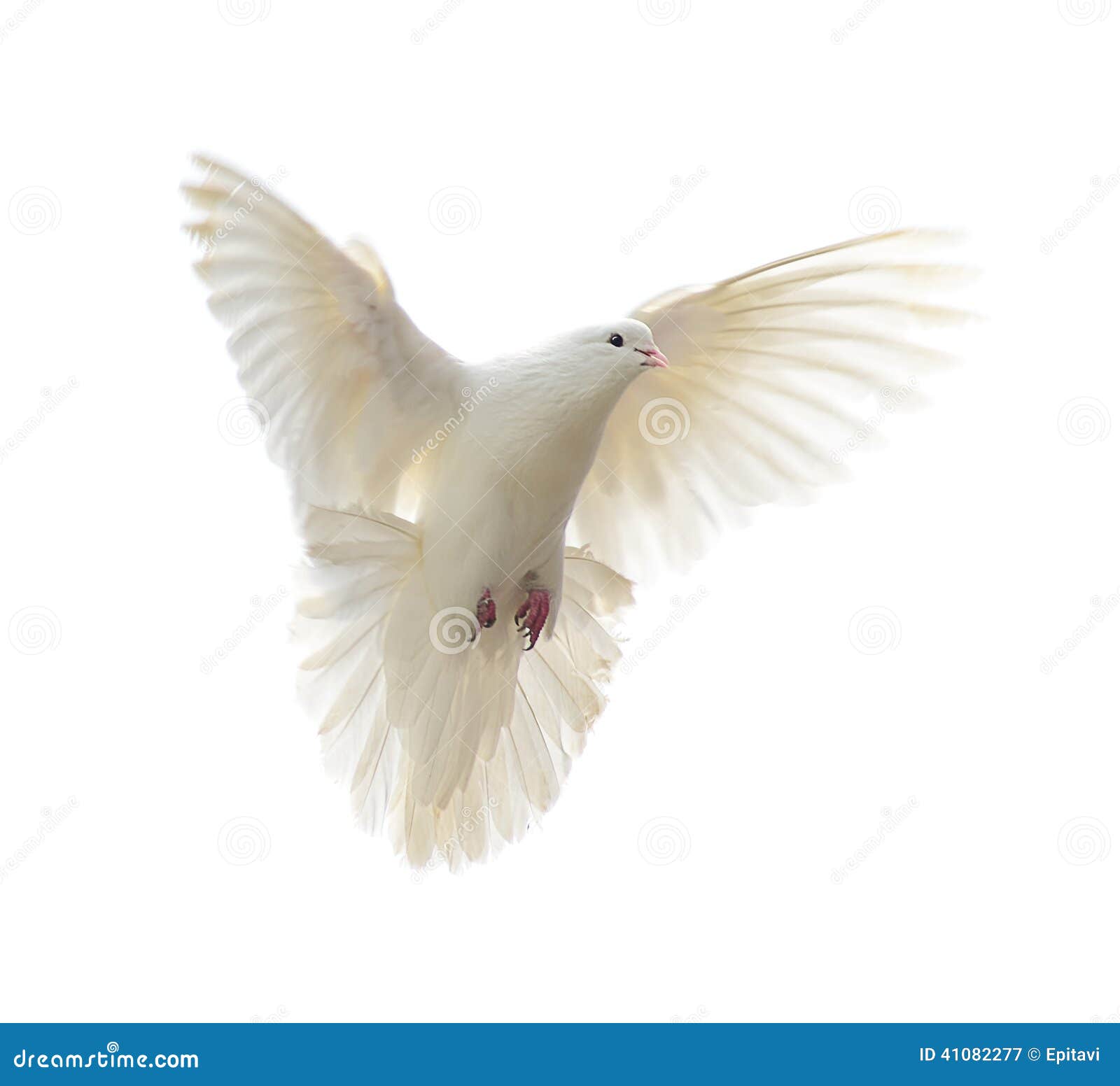White dove stock image. Image of hope, tail, spirit, freedom - 41082277
