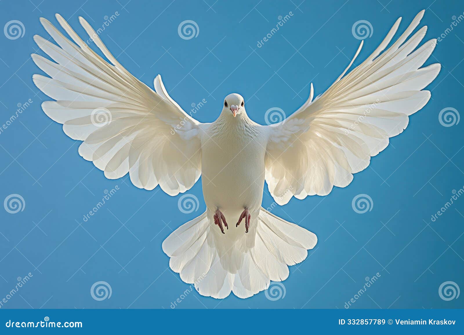 A White Dove Flying With Outstretched Wings, Front View, On A Bright ...