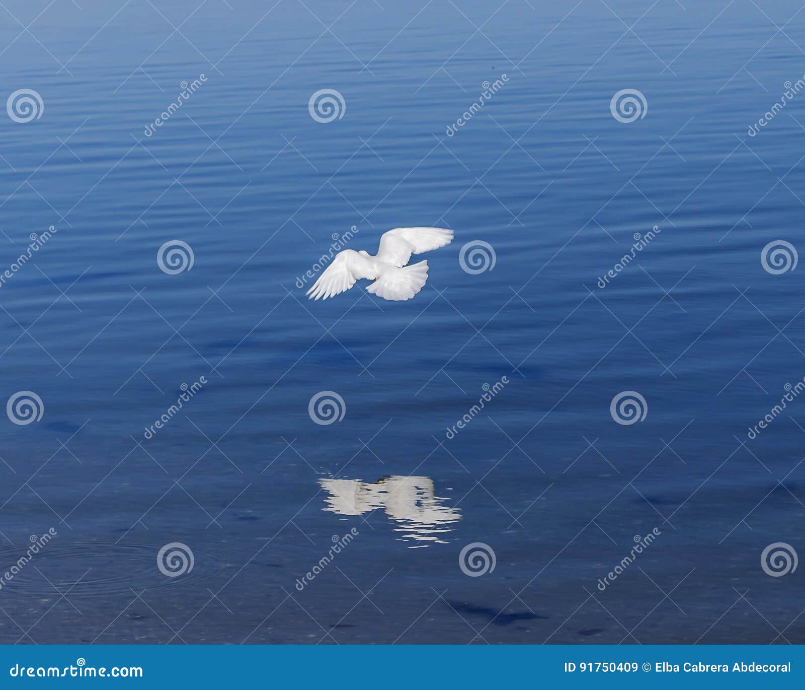 White dove stock image. Image of white, dove, wildlife - 91750409