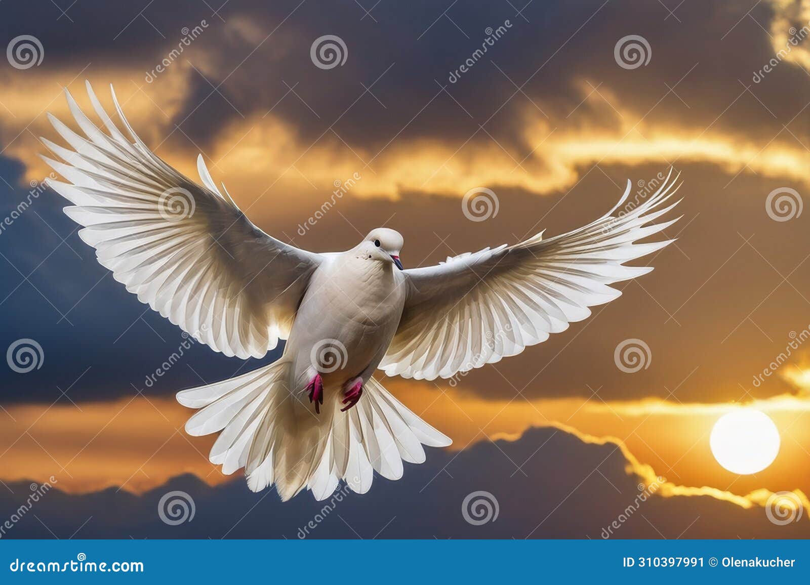 White Dove Flying on Sky in Beautiful Sunset Light for Freedom Concept ...