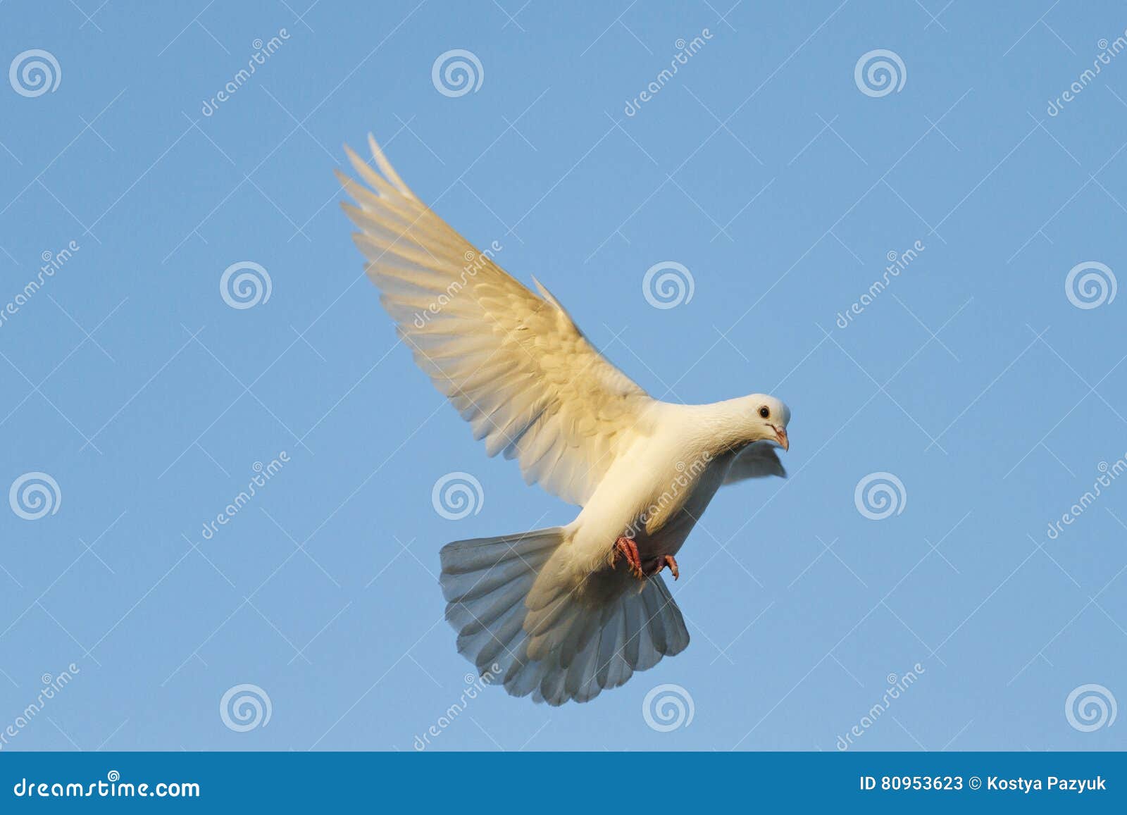 White Dove Flying at Sunset in Golden Rays Stock Image - Image of ...