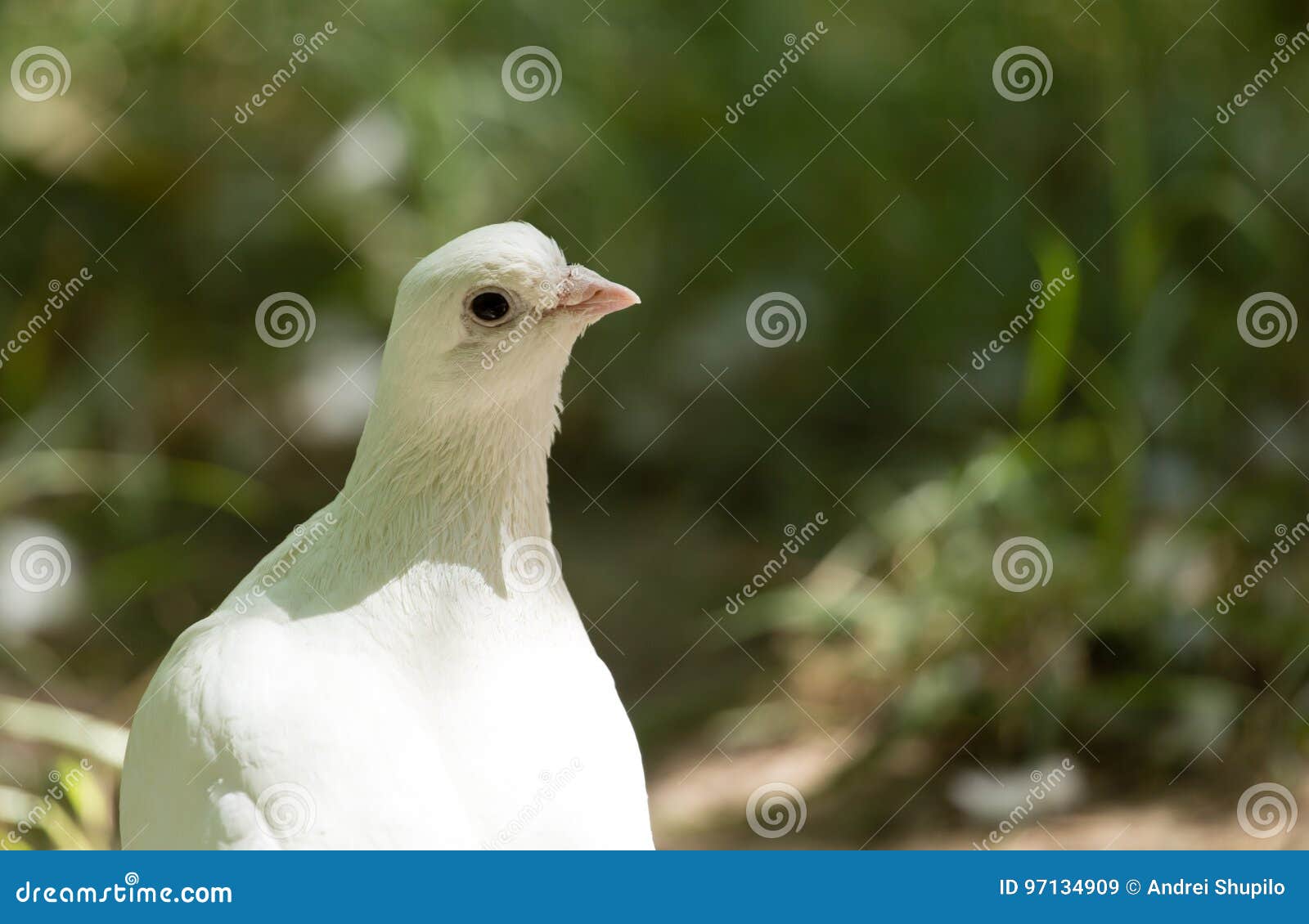 White Dove in the Forest on a Green Nature Stock Image - Image of ...