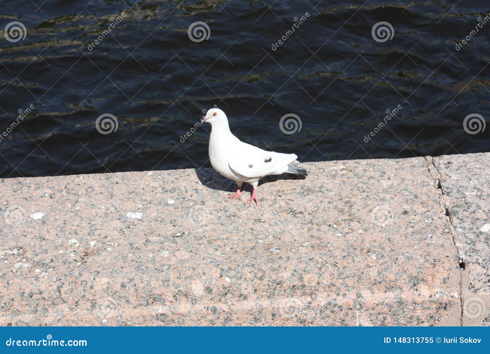 White Dove on the Granite Fence of the Canal in Petersburg Stock Image ... White Dove on the Granite Fence of the Canal in Petersburg Stock Image ...