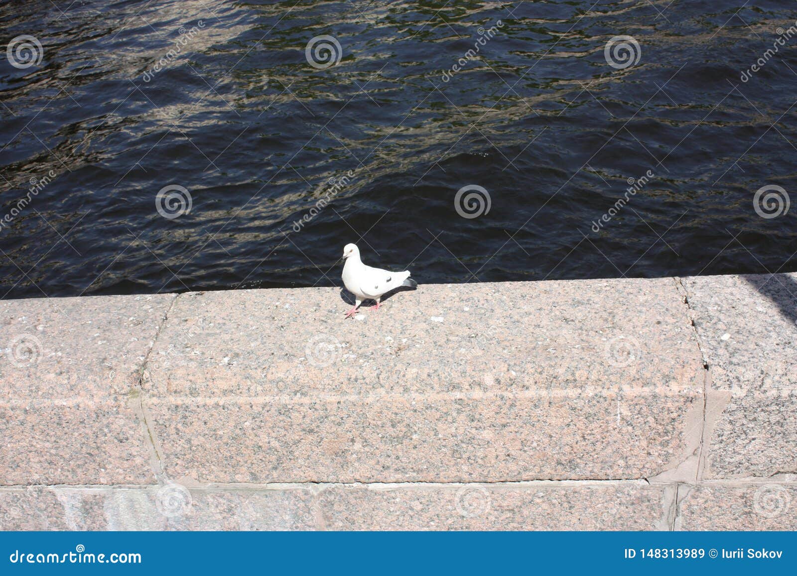 White Dove on the Granite Fence of the Canal in Petersburg Stock Image ... White Dove on the Granite Fence of the Canal in Petersburg Stock Image ...