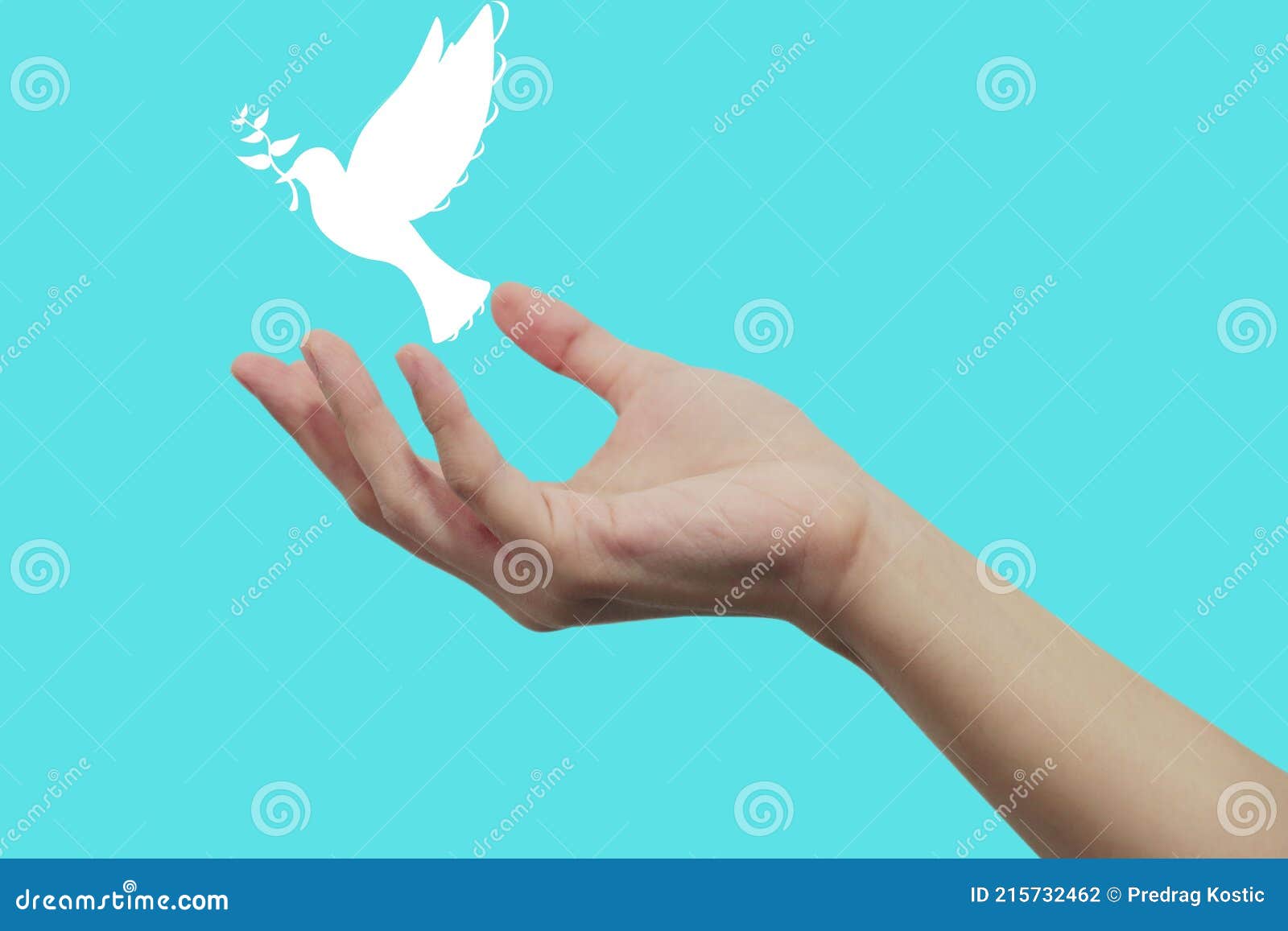 White dove in hand stock photo. Image of hand, peace - 215732462