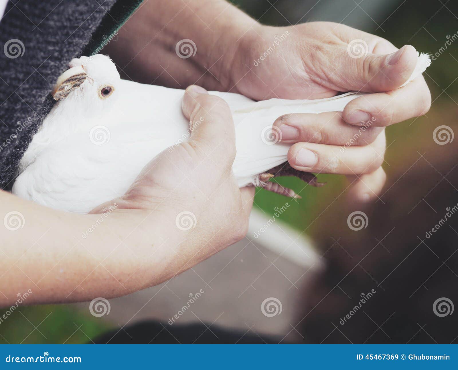 White dove in hand stock image. Image of hope, hand, dove - 45467369