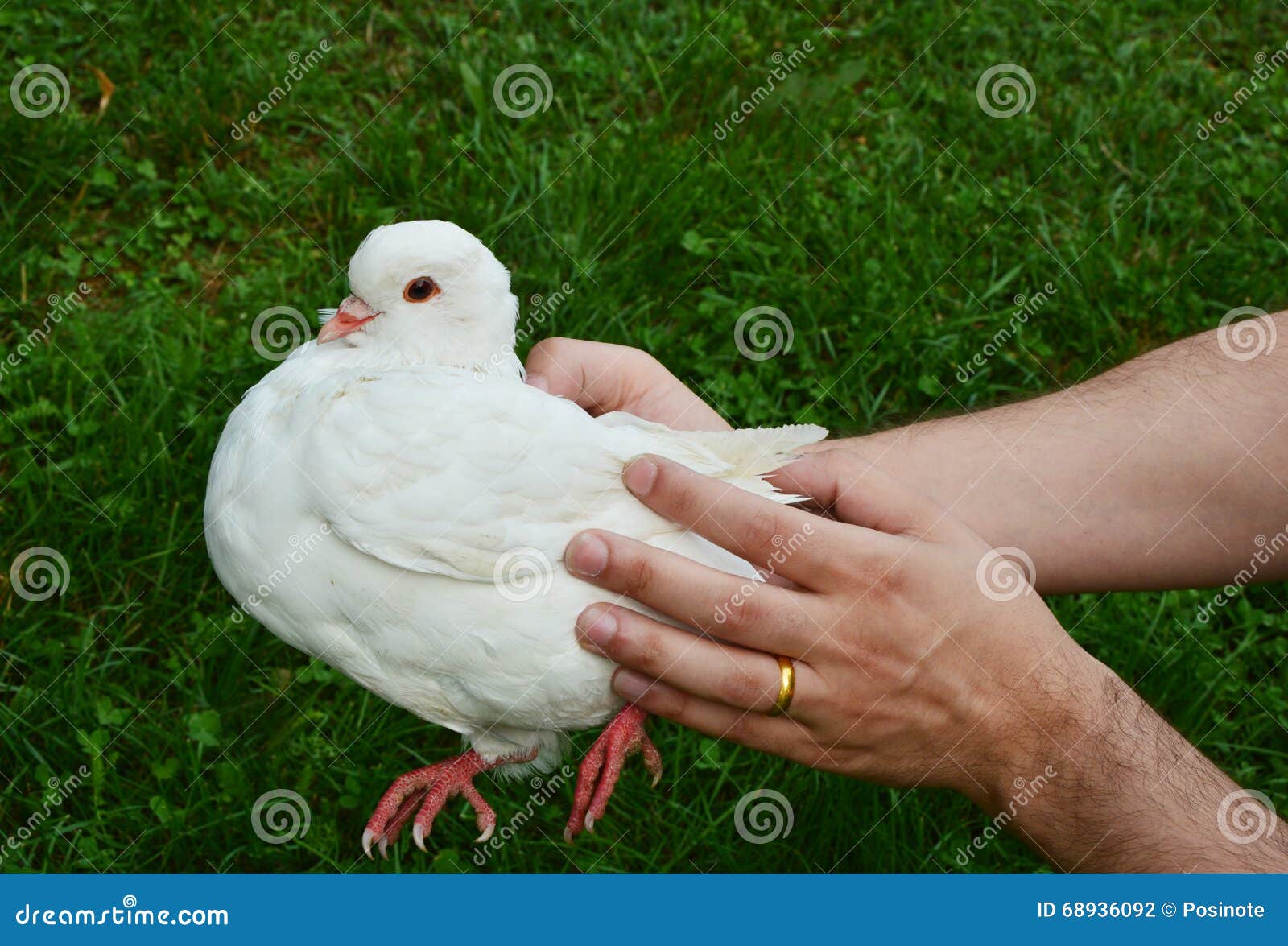 White dove on hand stock photo. Image of lawn, white - 68936092