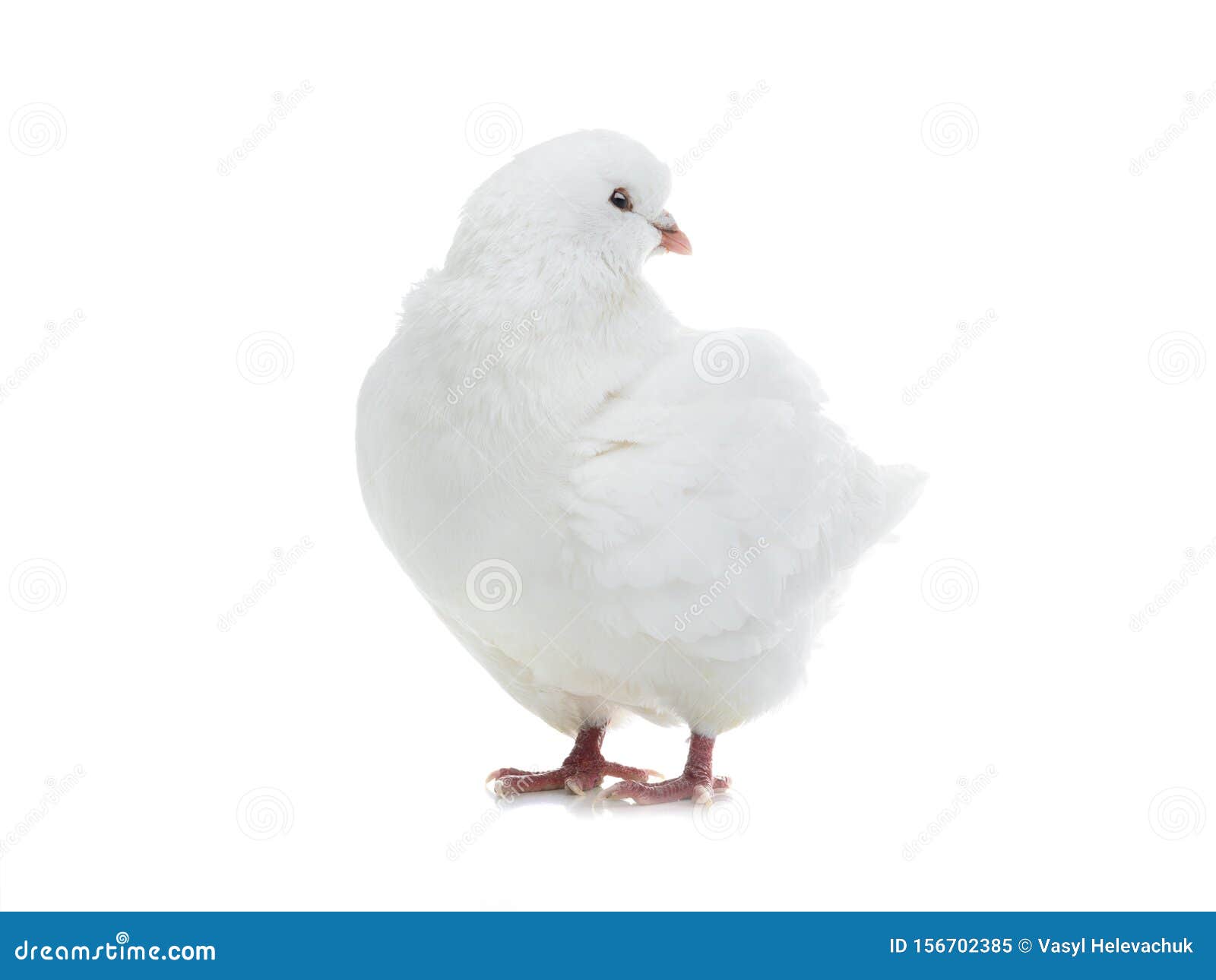 White dove isolated stock image. Image of spirit, religion - 156702385