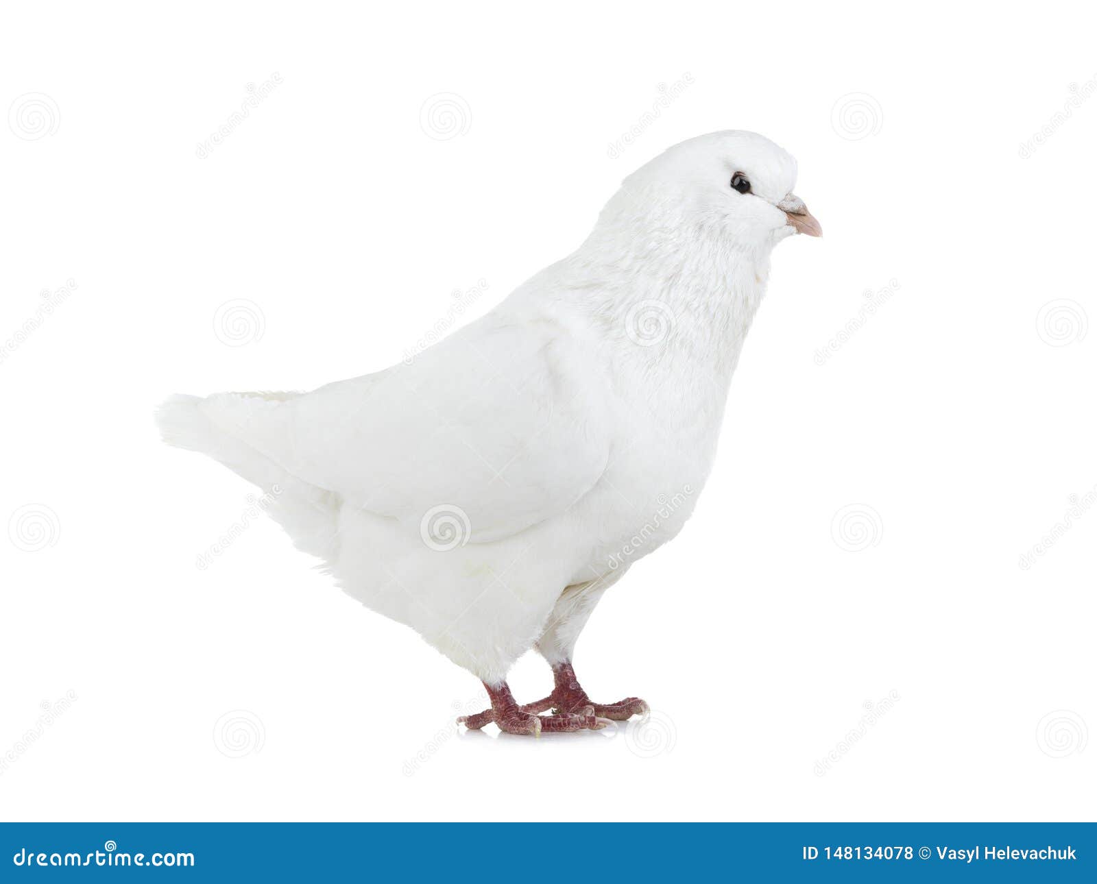 White dove isolated stock photo. Image of soaring, beak - 148134078