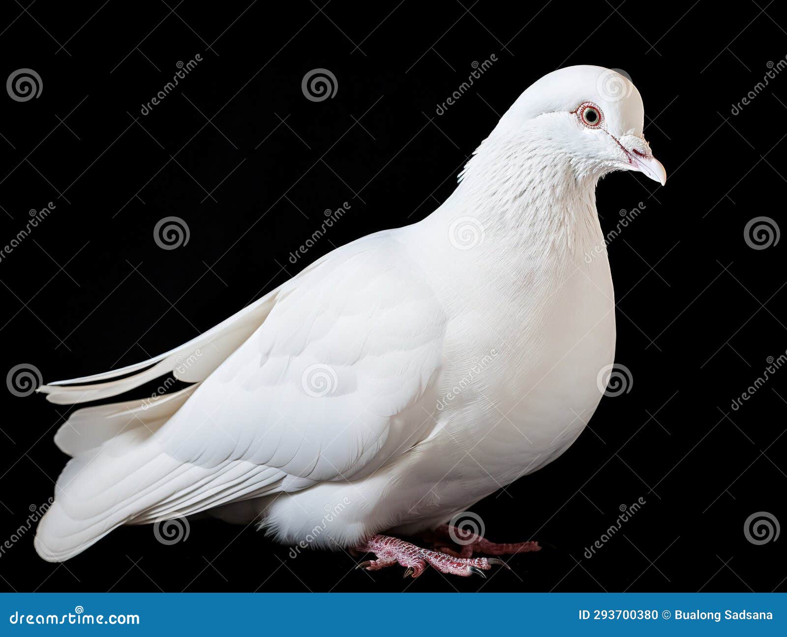 Ai Generated Illustration Wildlife Concept of White Dove Stock ...